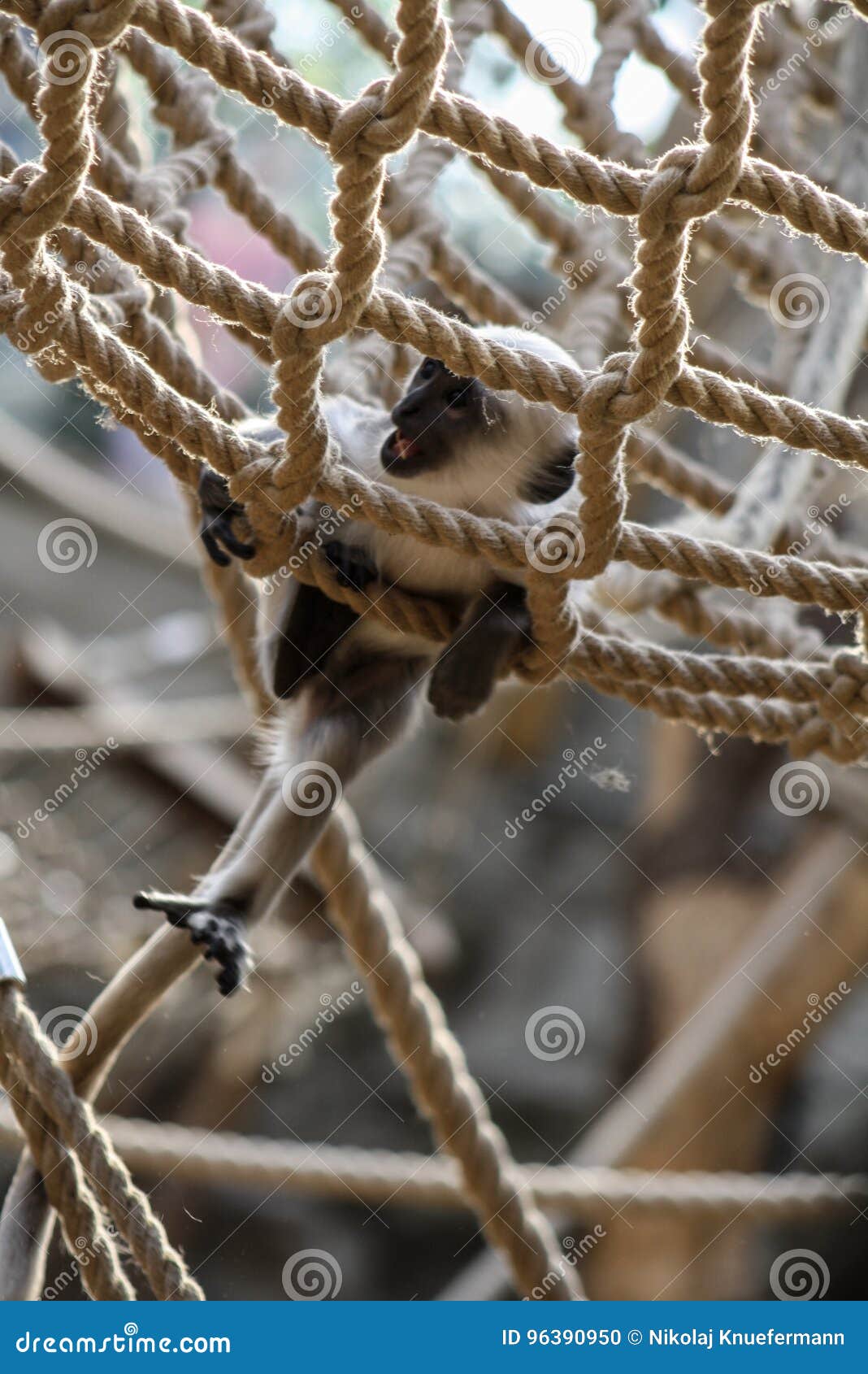 Monkey hanging loose stock photo. Image of grey, brown - 96390950