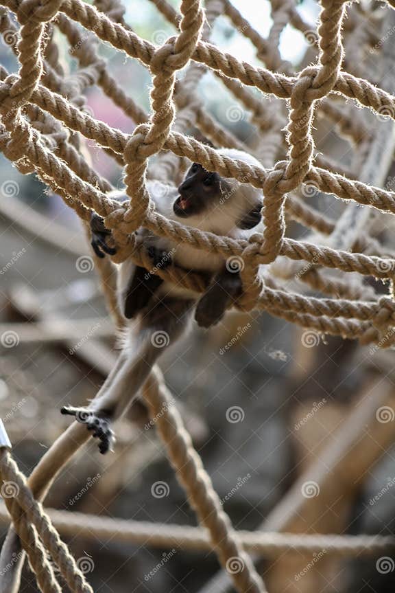 Monkey hanging loose stock photo. Image of grey, brown - 96390950