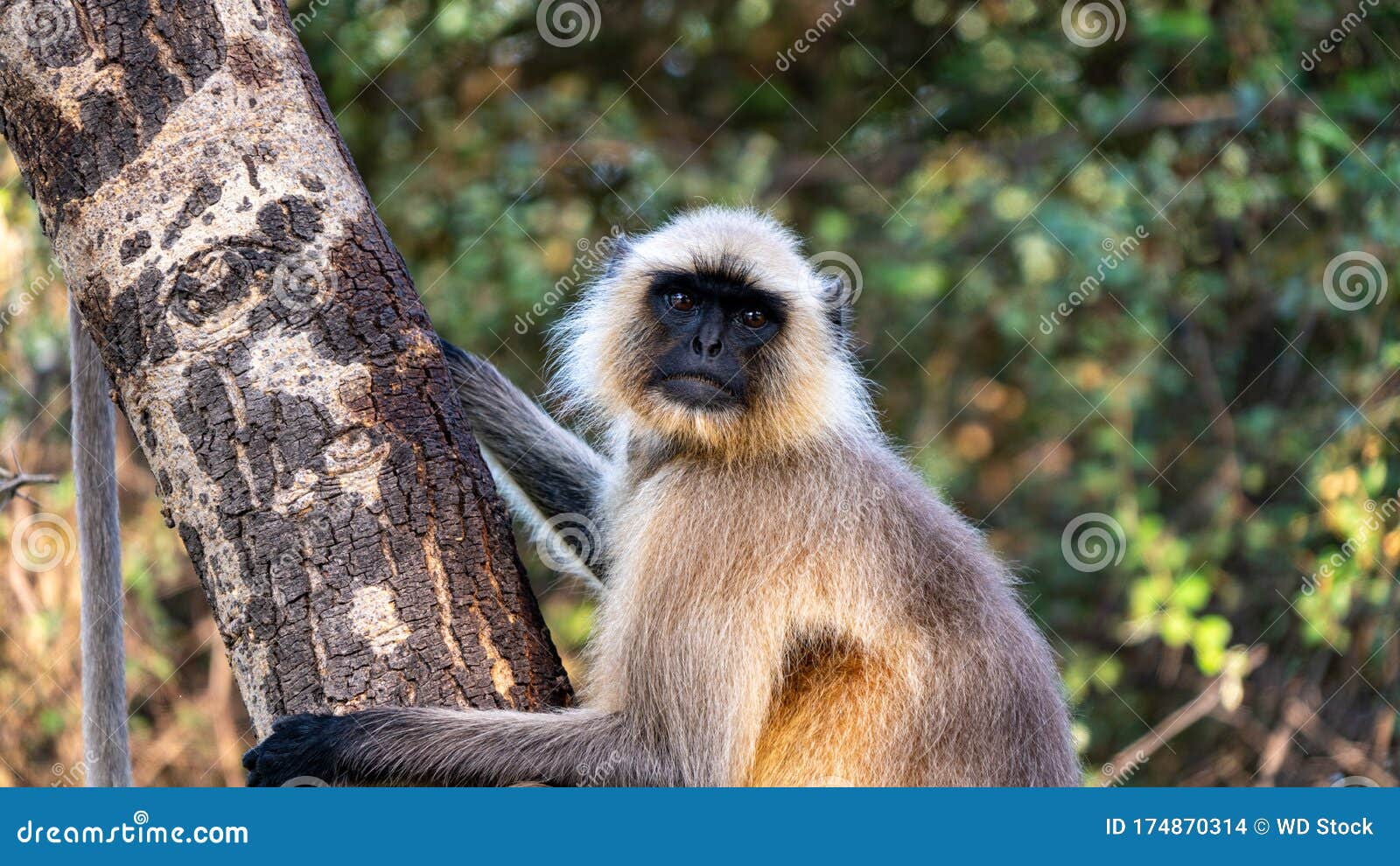Monkey Climbing / Hanging from a Tree and Looking at Camera Stock Photo ...