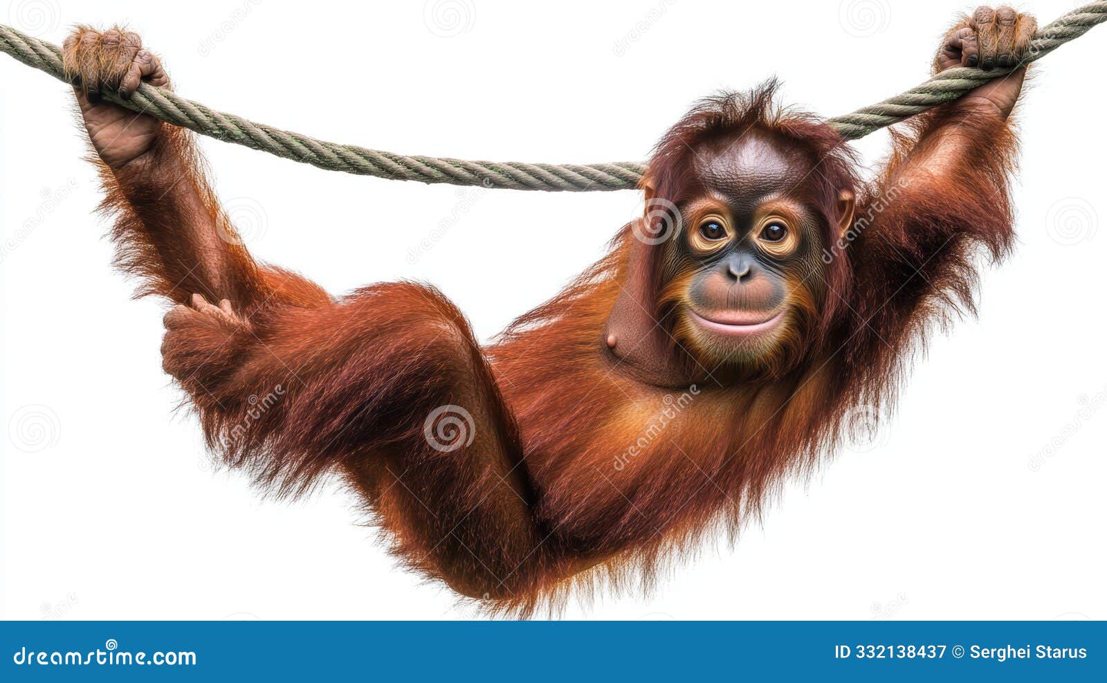 A Monkey Hanging from a Rope with Its Mouth Open, AI Stock Image ...