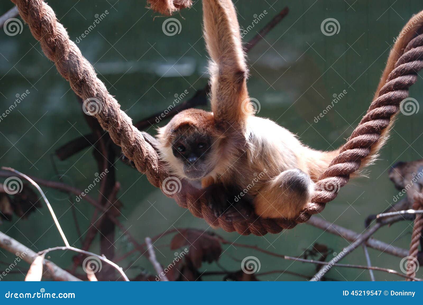 Monkey stock image. Image of rope, primate, brown, monkey - 45219547