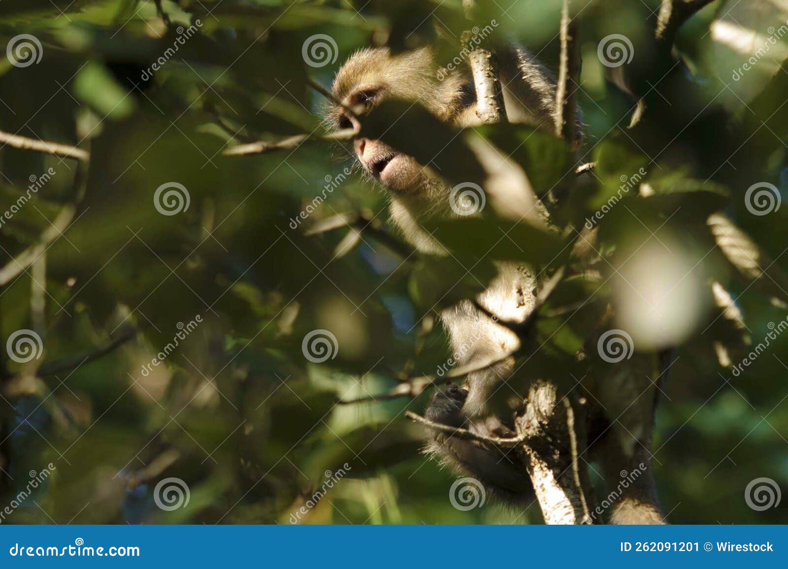 Monkey Hanging on To Tree Branches Surrounded by Leaves in a Green ...