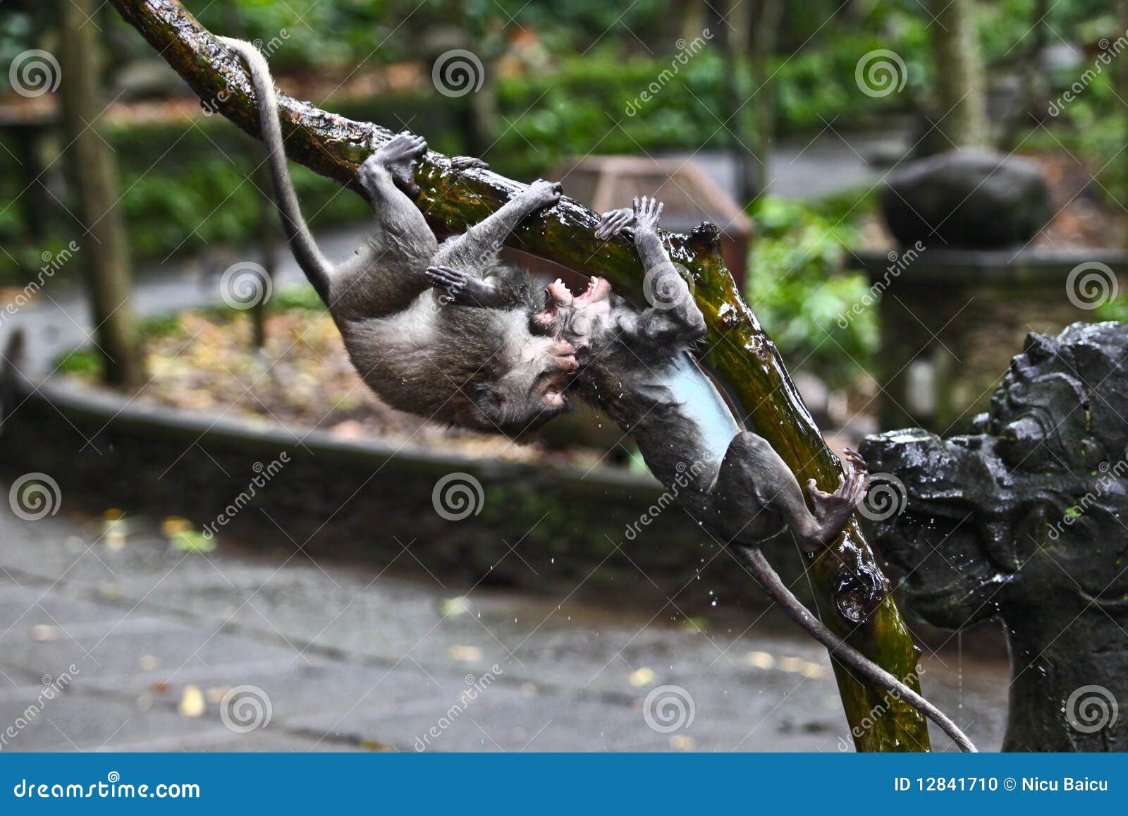 Monkey hanging in tree stock photo. Image of monkey, asia - 12841710