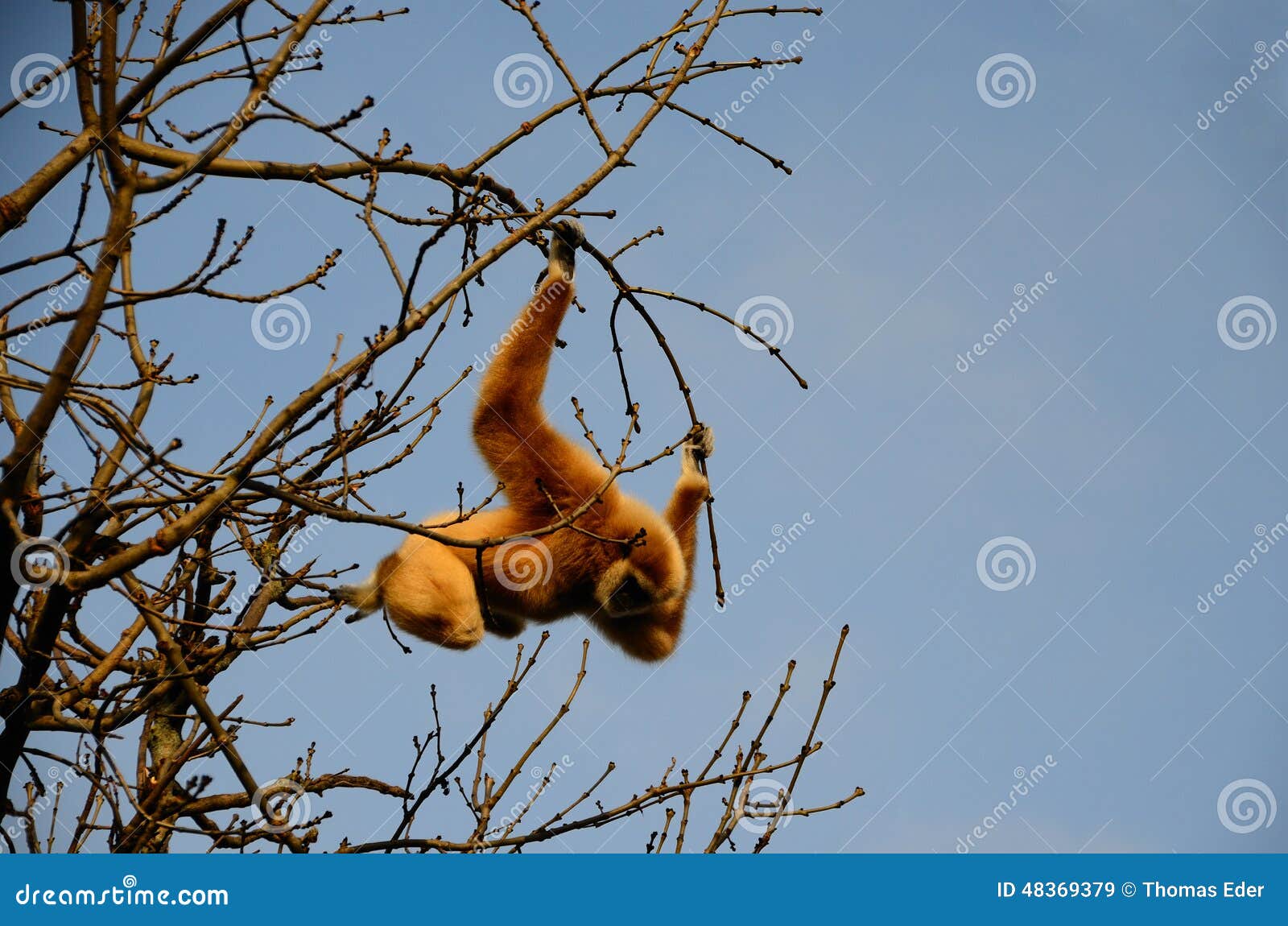 Monkey hanging from a tree stock image. Image of striped - 48369379