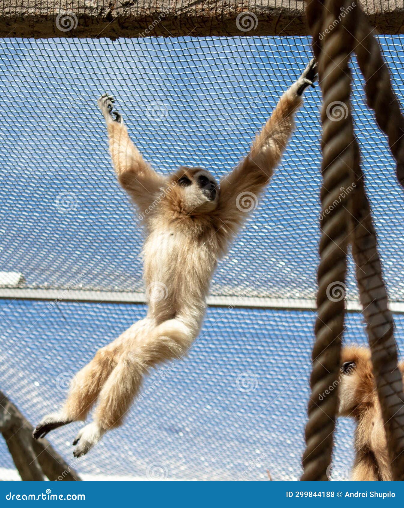 A Monkey Hangs on a Metal Mesh in a Zoo Stock Photo - Image of nature ...