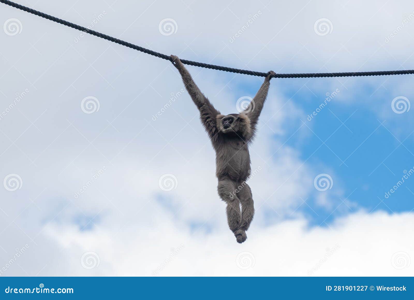 A Monkey Hangs Upside Down while Standing on an Electric Wire Stock ...