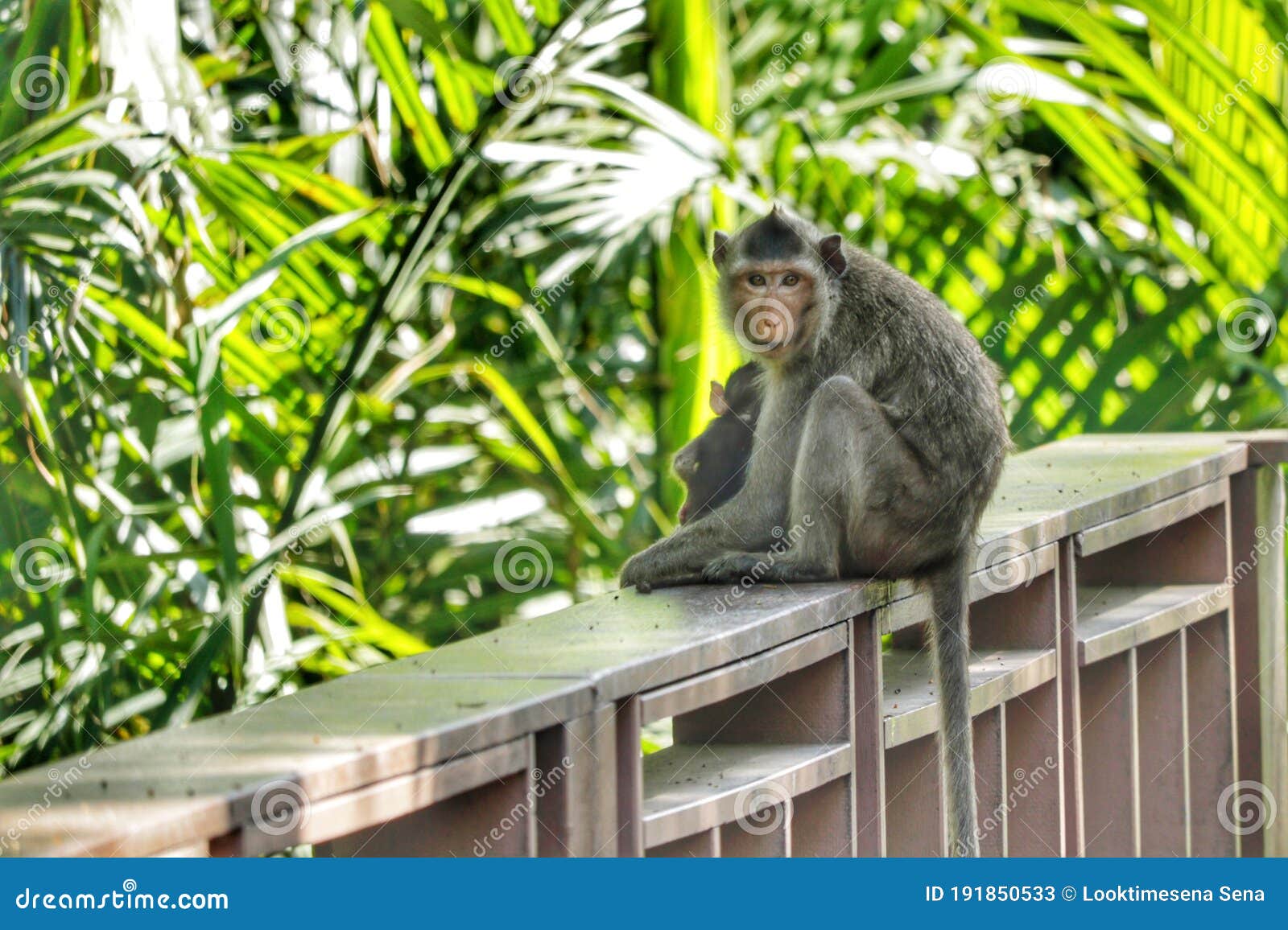 Thai monkeys stock image. Image of animal, thai, monkeys - 191850533