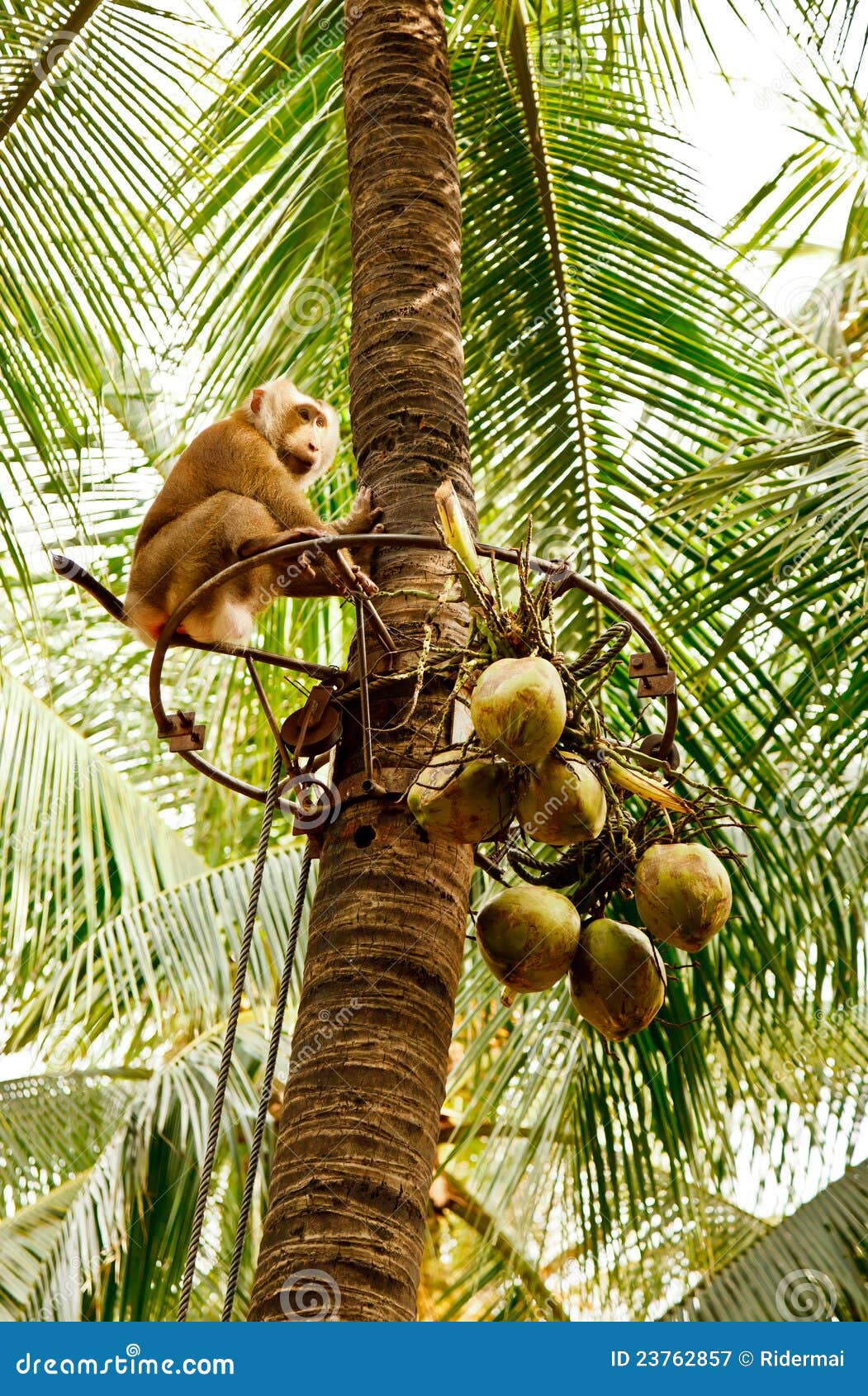 The Monkey for the Harvest of Coconuts Stock Image - Image of nature ...