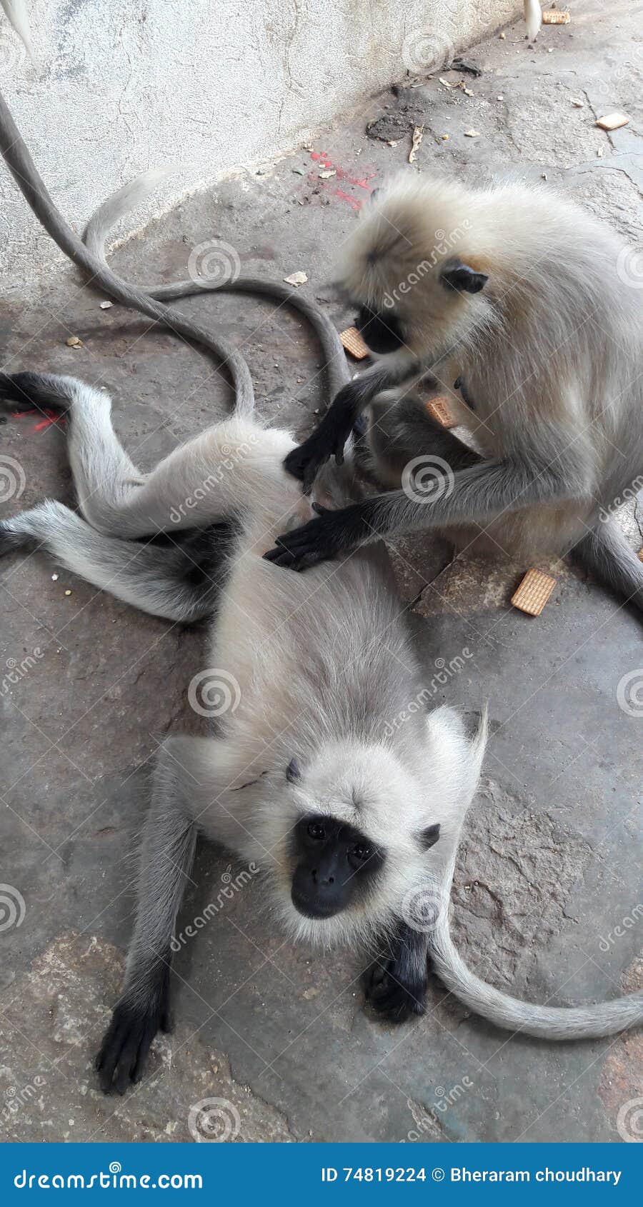 The monkey editorial stock image. Image of monkey, clean - 74819224