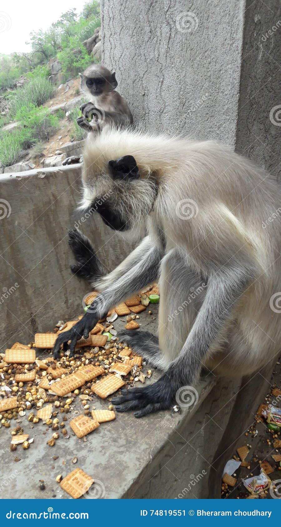 The monkey editorial photo. Image of eating, biscuit - 74819551
