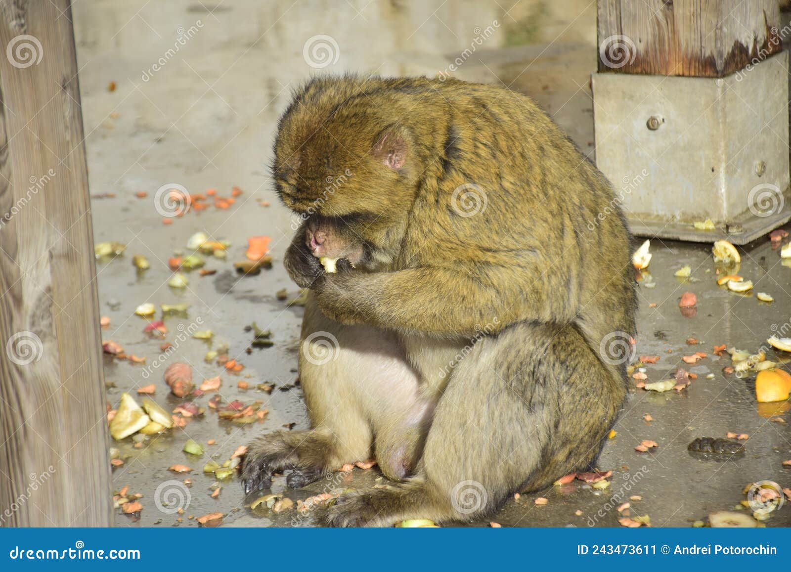 The Monkey is Having Lunch. Stock Image - Image of gibraltar, branch ...