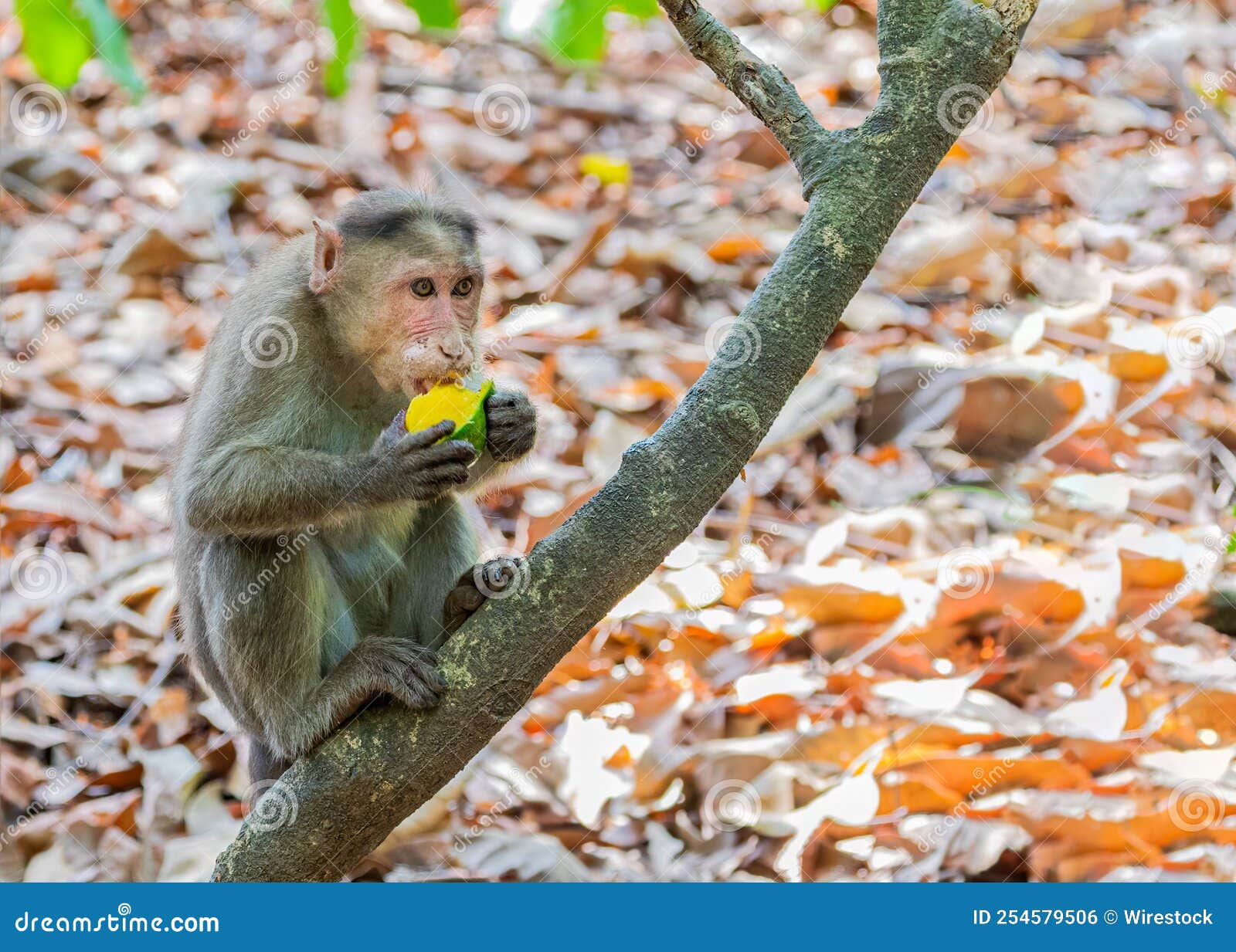 Monkey Having Mango in Wild Stock Photo - Image of group, monkey: 254579506