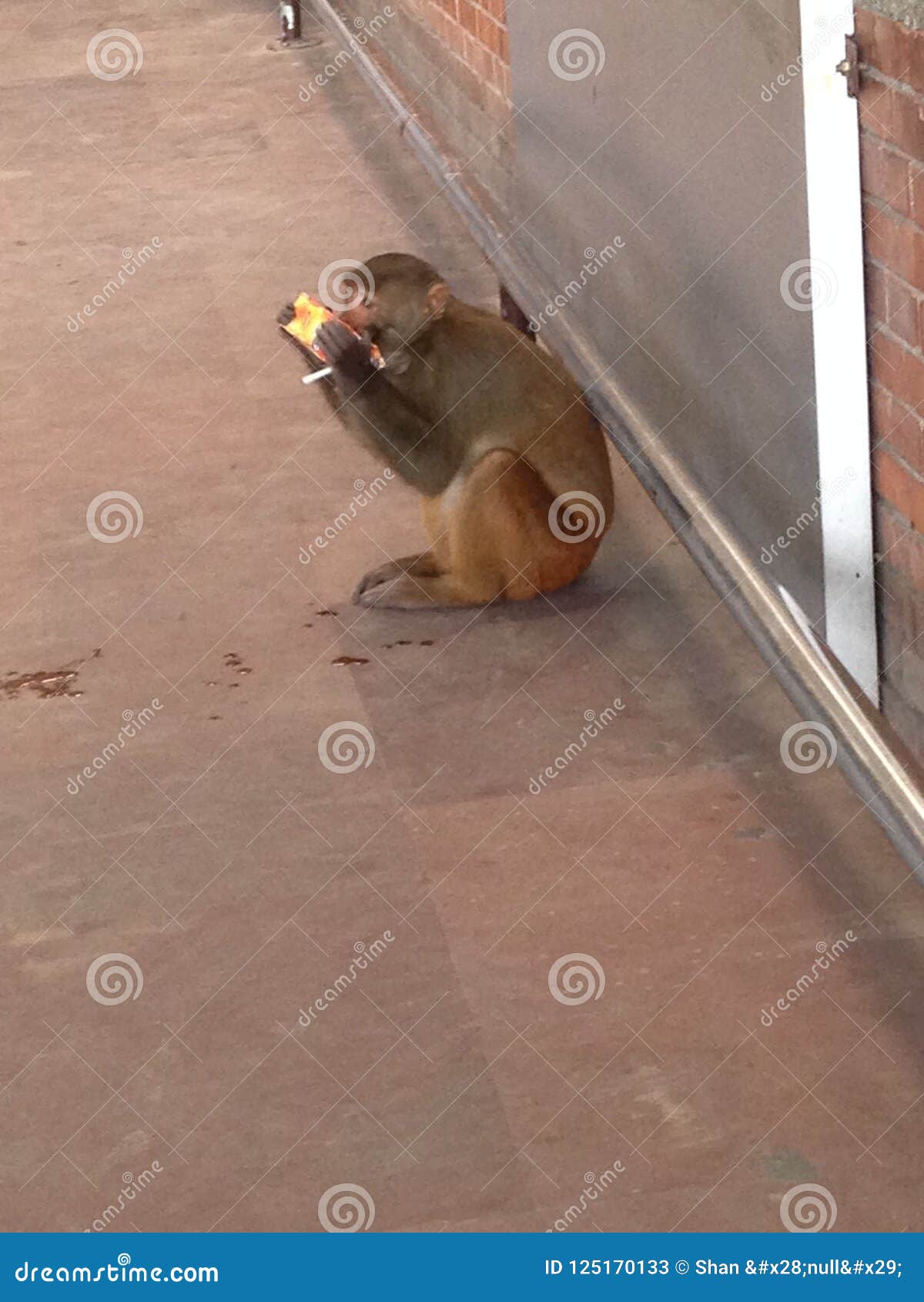 Real Monkey Next To A Statue Of Fake Monkeys At Ubud Monkey Forest ...