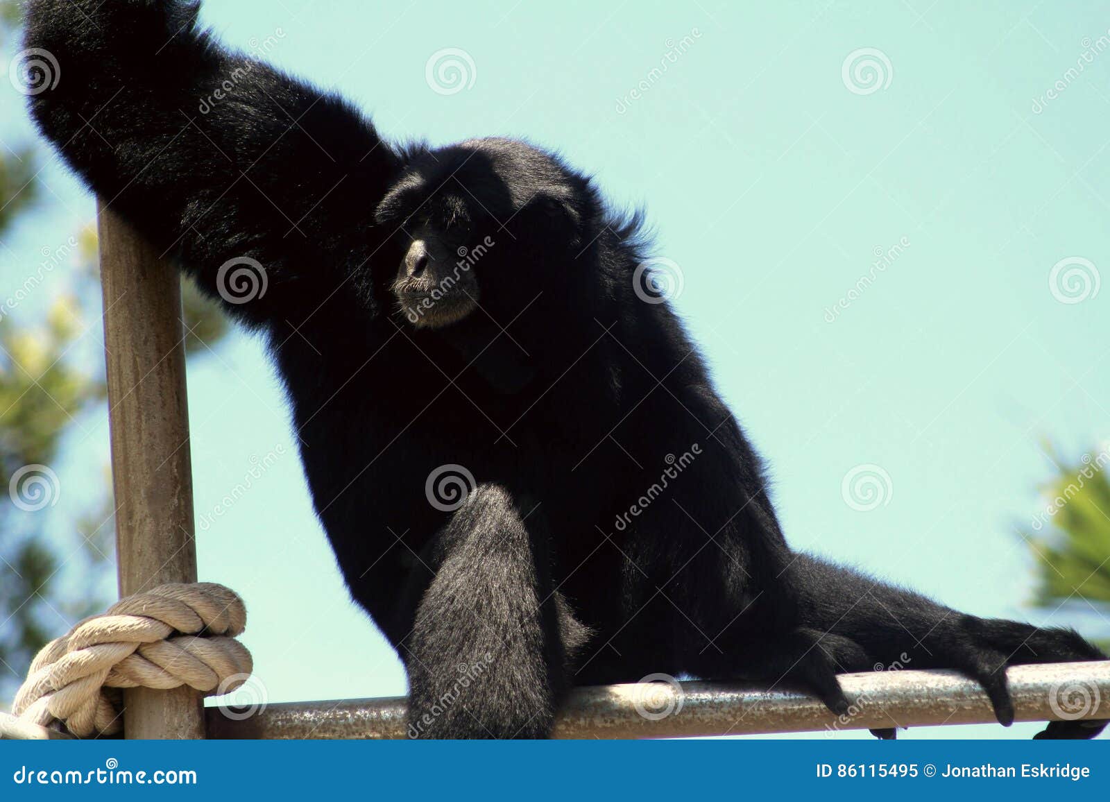 Monkey stock image. Image of monkey, bamboo, tree, hawaiien - 86115495