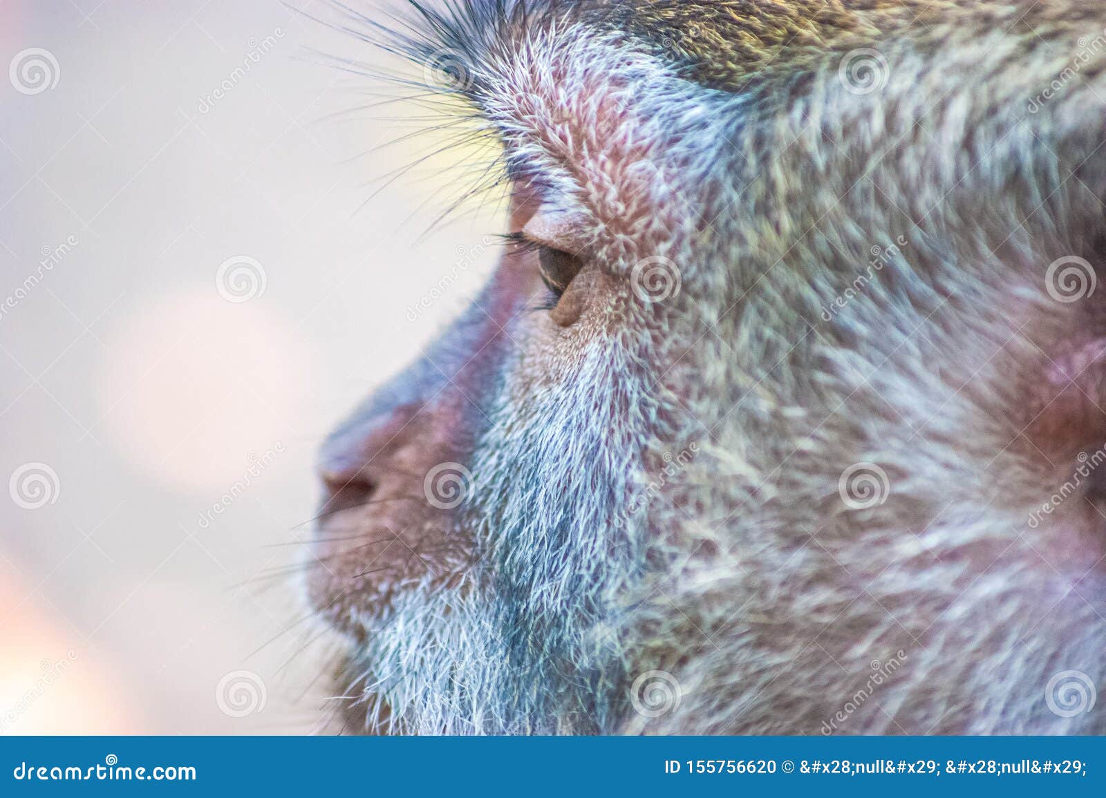 Monkey Head Close Up Side Shot and Blur Background Stock Photo - Image ...
