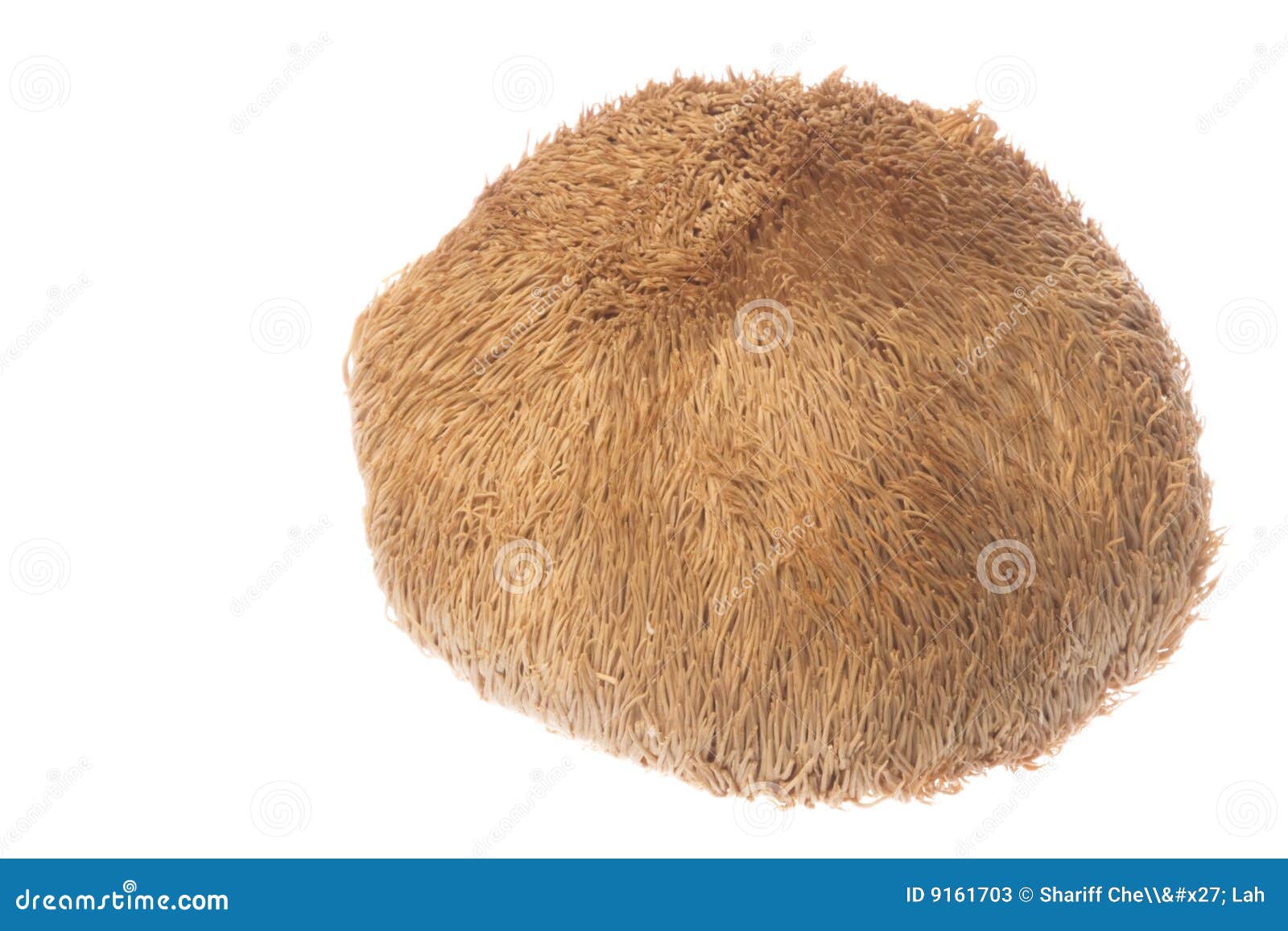 Monkey Head Mushroom Isolated Stock Image - Image of food, forest: 9161703