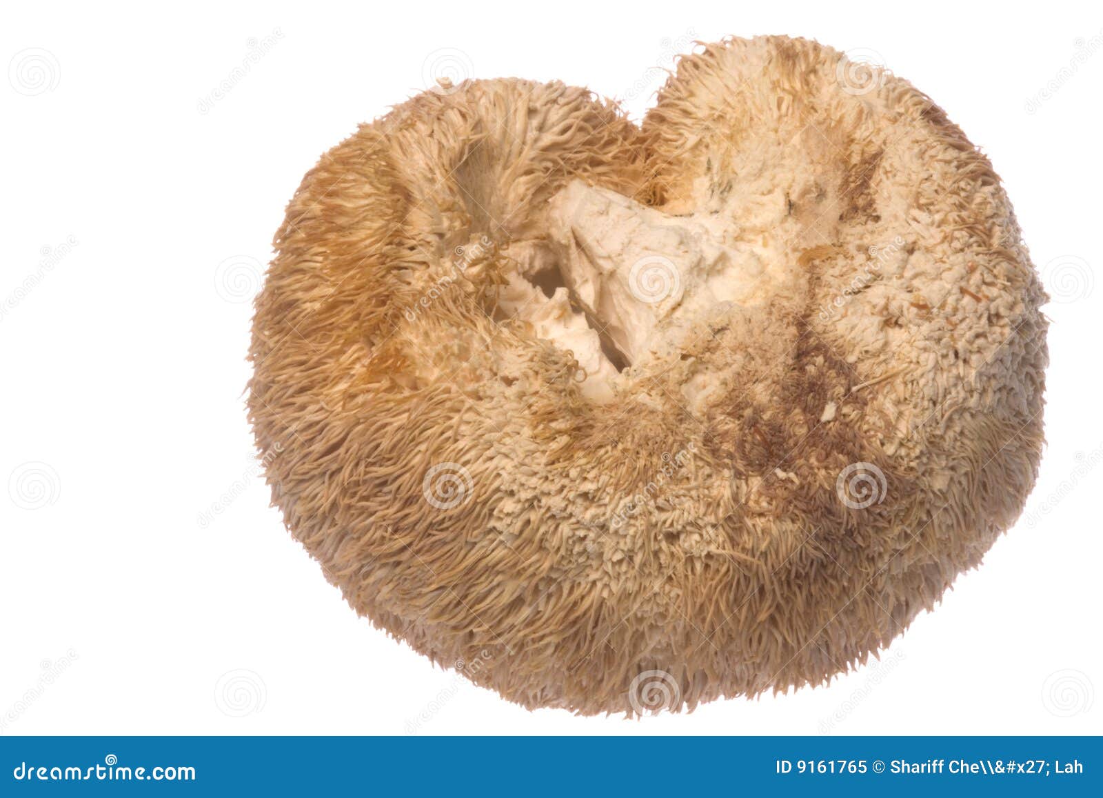 Monkey Head Mushroom Isolated Stock Image - Image of cooking, natural ...