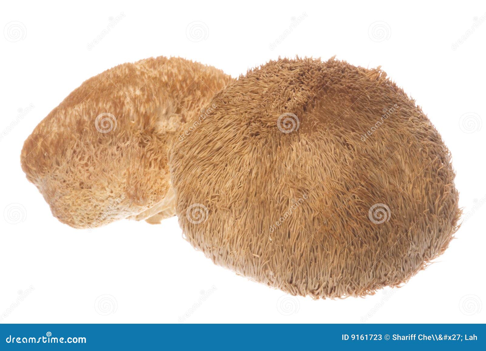 Monkey Head Mushrooms Isolated Stock Image - Image of natural ...