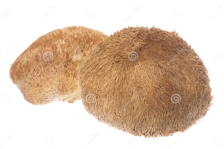 Monkey Head Mushrooms Isolated Stock Image - Image of natural ...