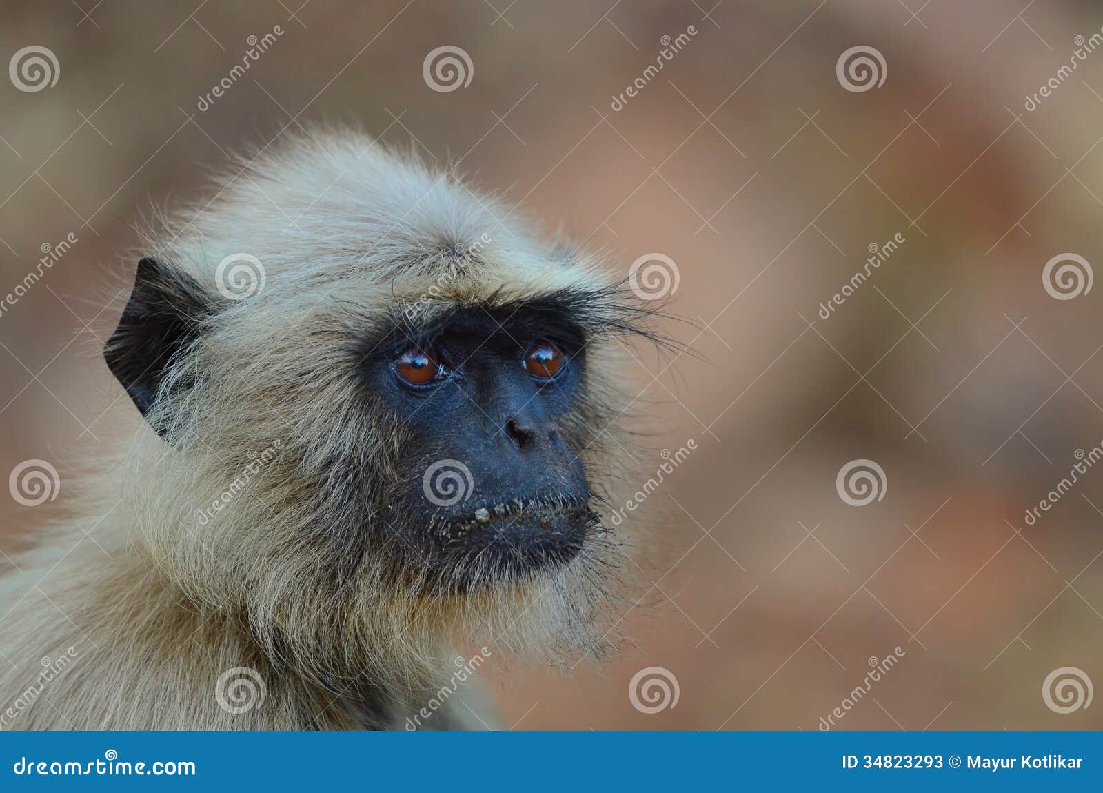 Monkey headshot stock image. Image of langur, animal - 34823293