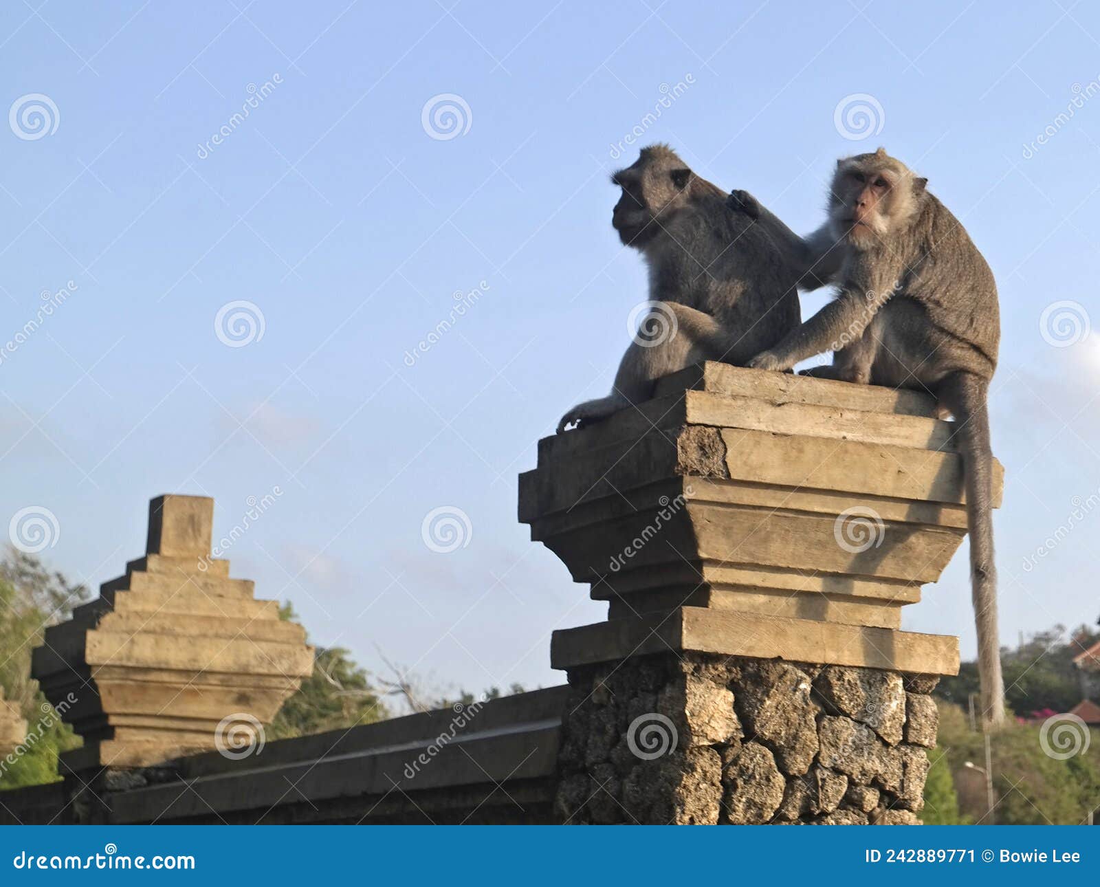 Monkey Help Each Other Scratching Stock Image - Image of back, wildlife ...