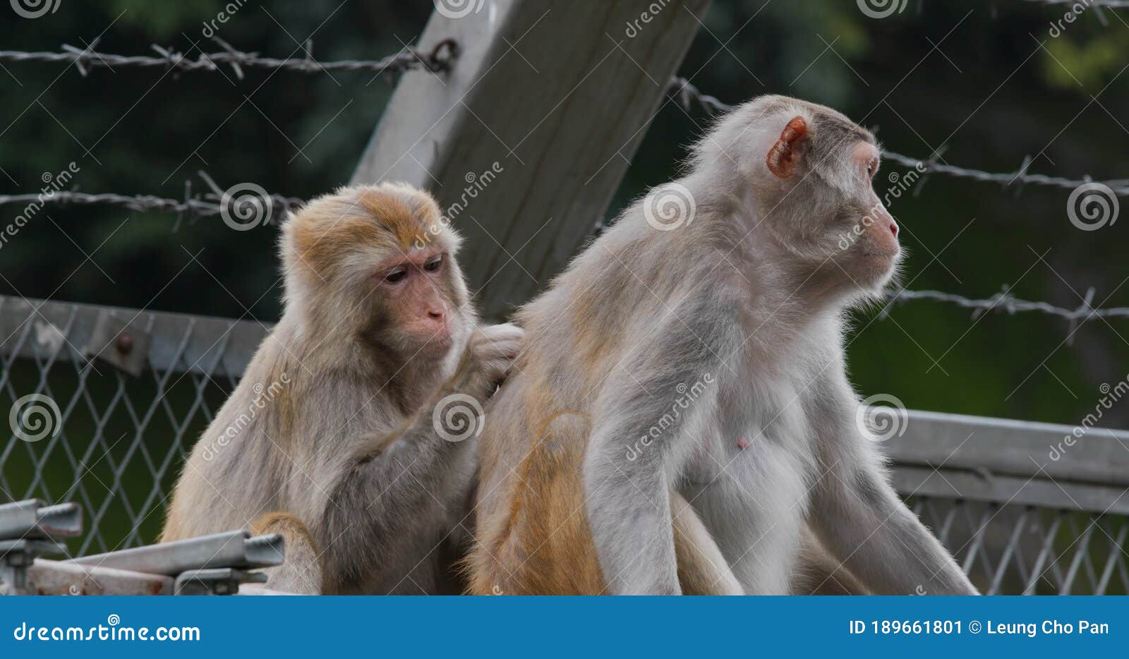 Monkey helps delousing stock image. Image of monkey - 189661801