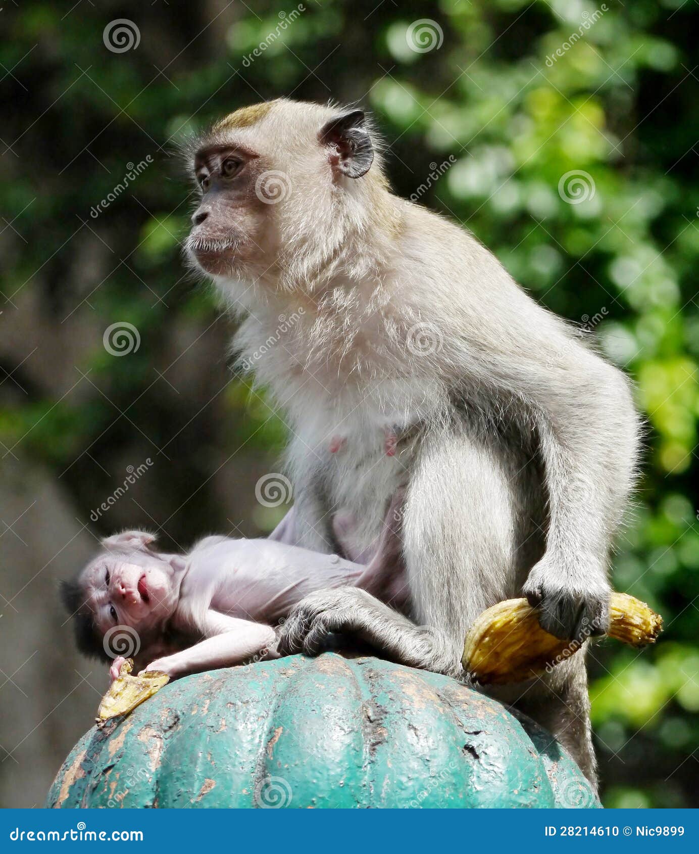 A Monkey and her Baby stock photo. Image of animal, nature - 28214610