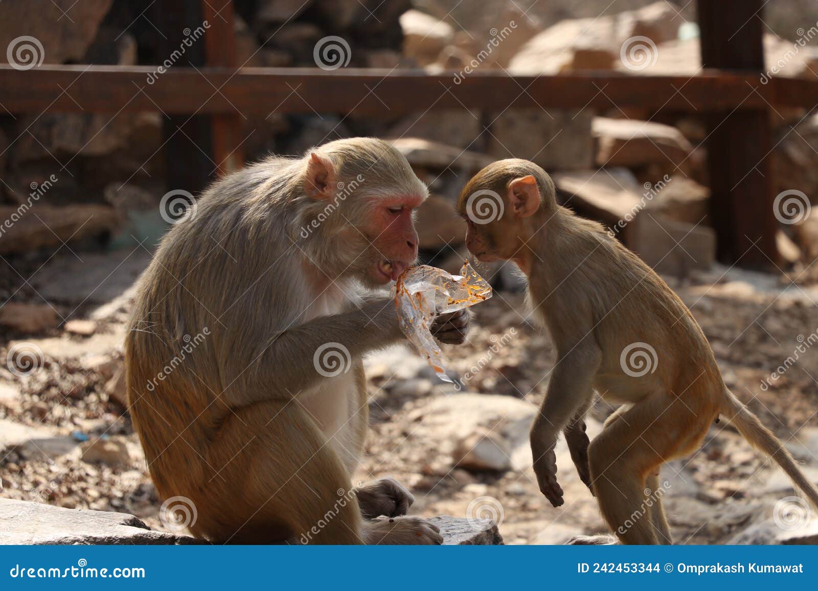 Monkey and Her Baby Eating Plastic Garbage. Stock Photo - Image of ...