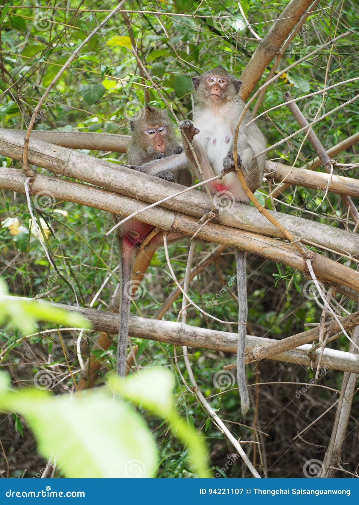 Monkey stock image. Image of zodiac, signs, color, forest - 94221107