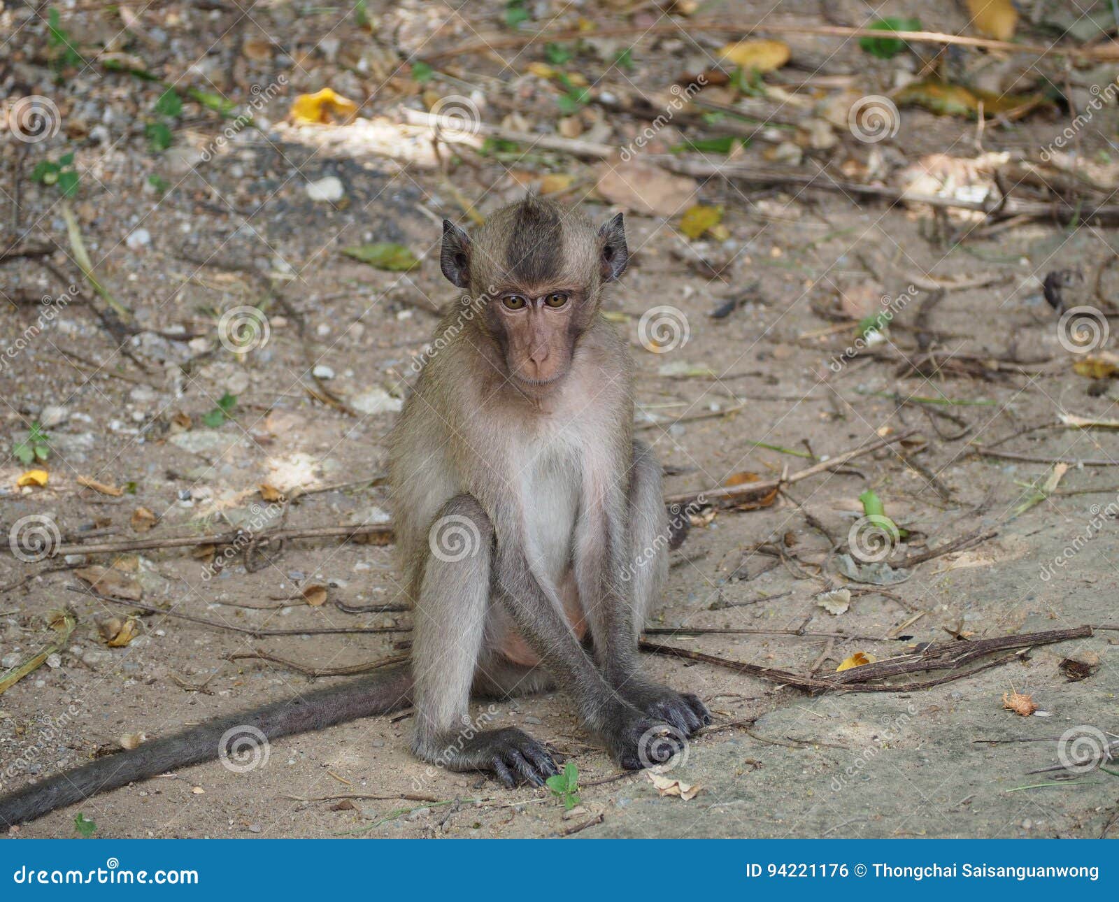 Monkey stock photo. Image of animals, yong, monkeys, group - 94221176