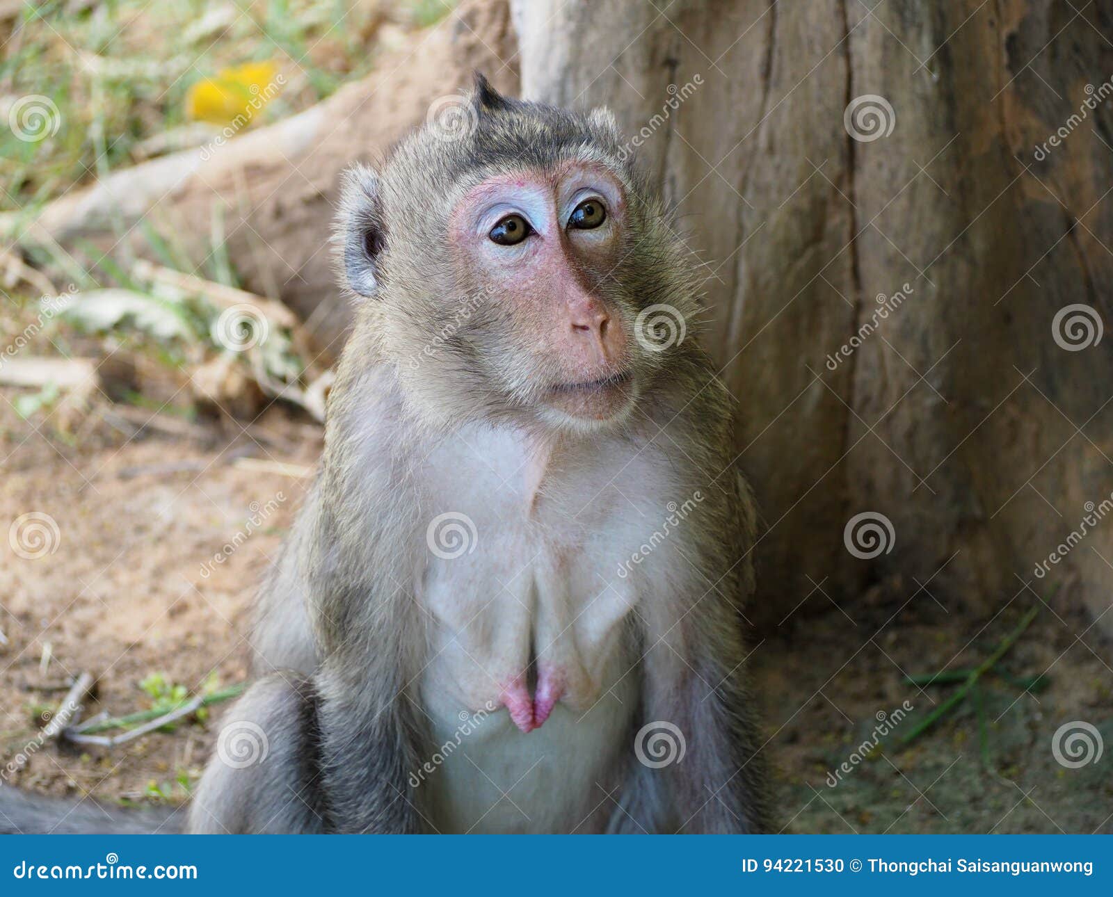 Monkey stock photo. Image of herd, forest, green, yong - 94221530