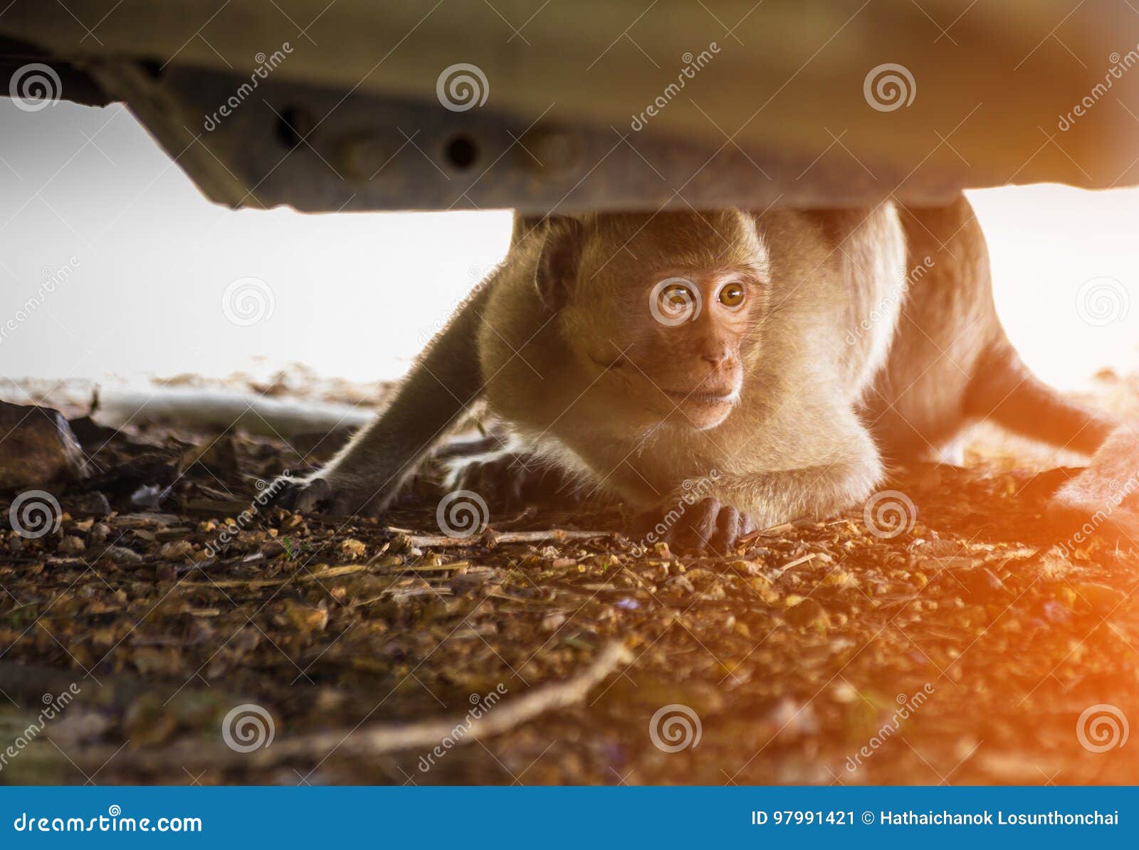 Monkey Hide Below the Car Looking the Stranger Stock Image - Image of ...