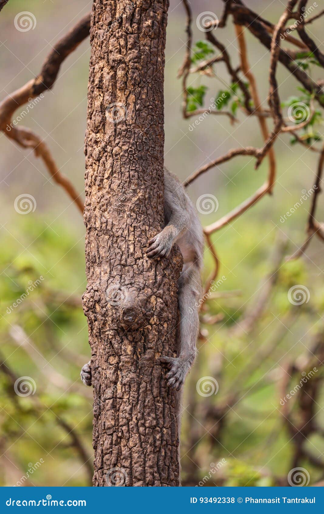 Monkey Hide. stock photo. Image of forest, summer, thailand - 93492338