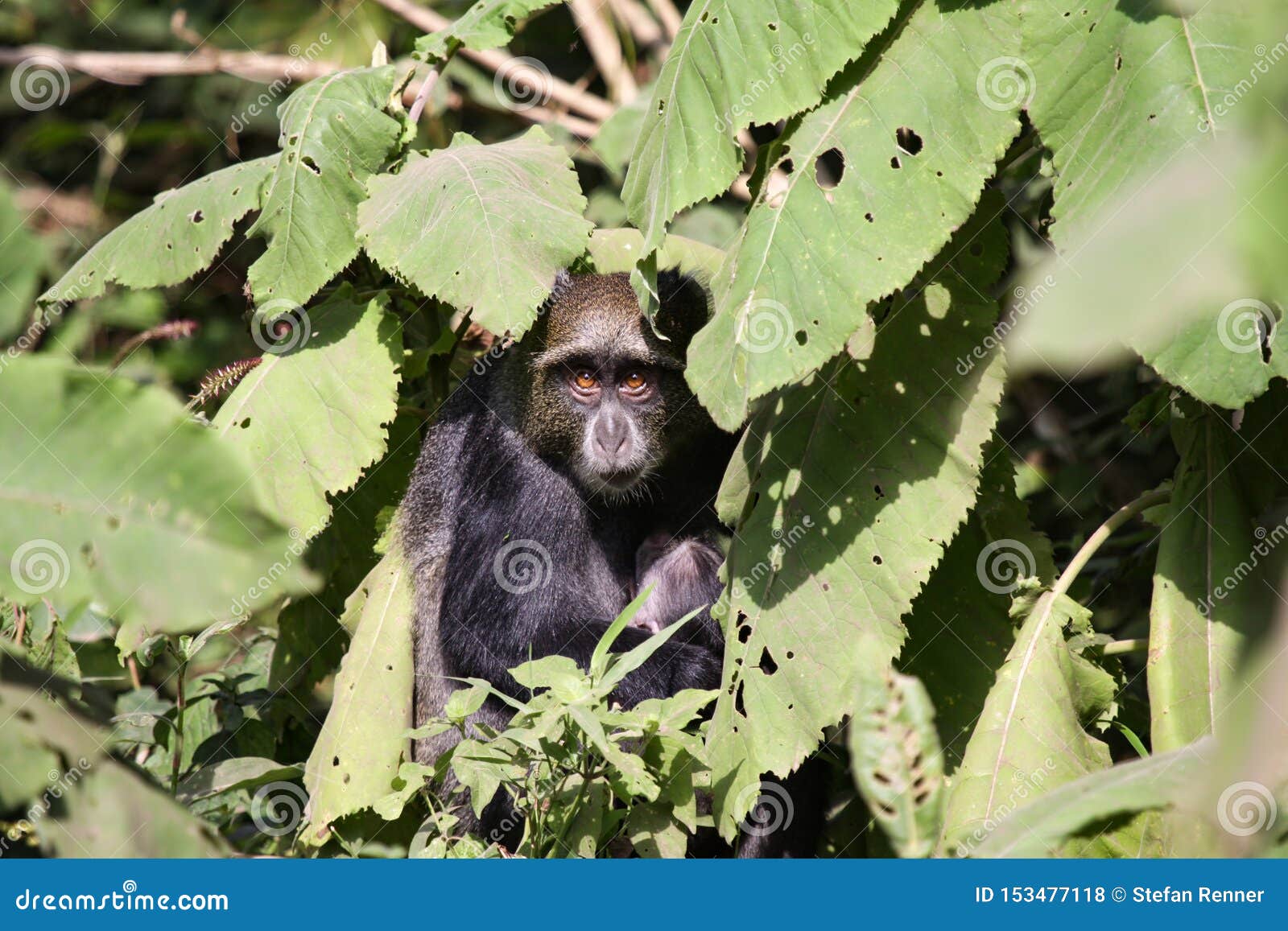 Monkey hiding place stock photo. Image of hide, wildlife - 153477118