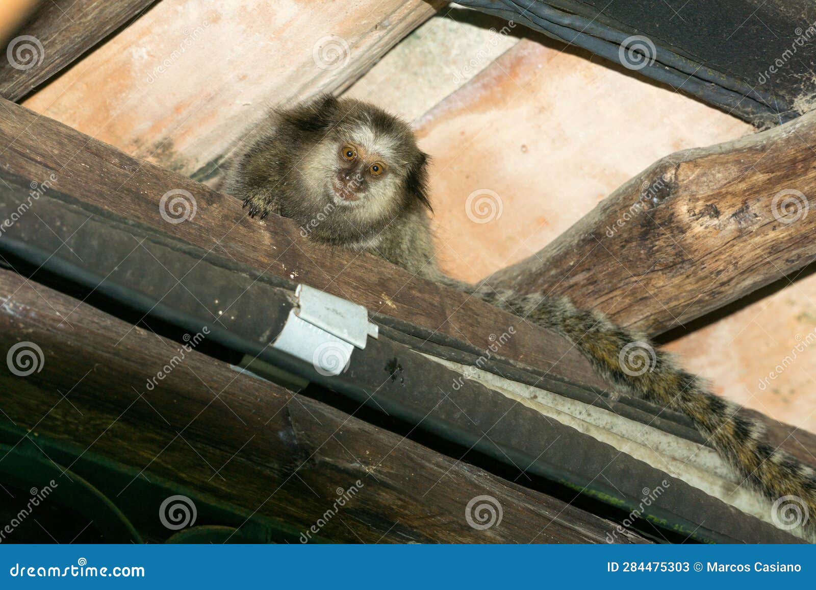 Monkey Hiding in the Rafters or Ceiling of a House Stock Image - Image ...