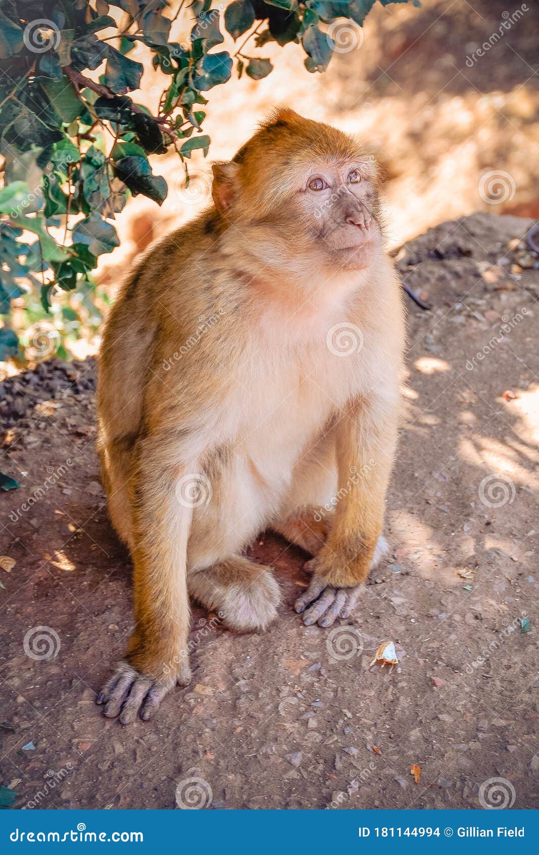Monkey Hiding Under a Tree Branch Stock Photo - Image of animal ...