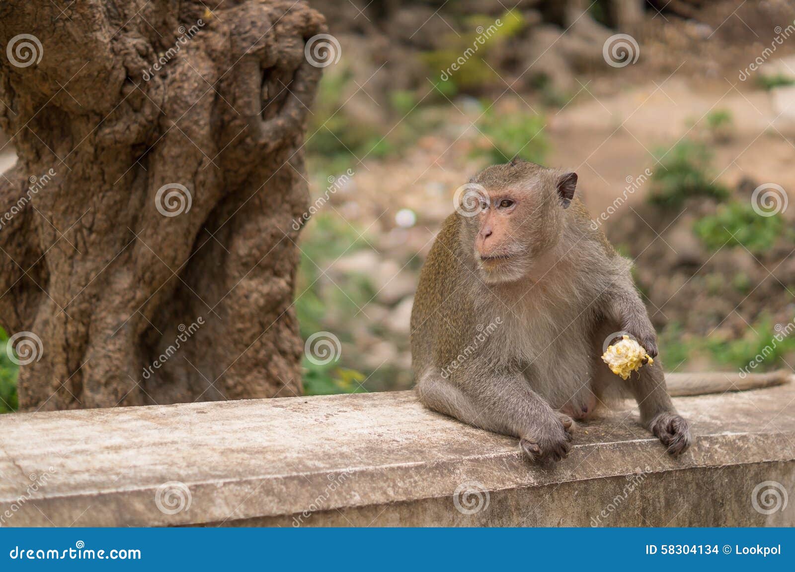 Monkey stock photo. Image of forest, single, animal, wildlife - 58304134