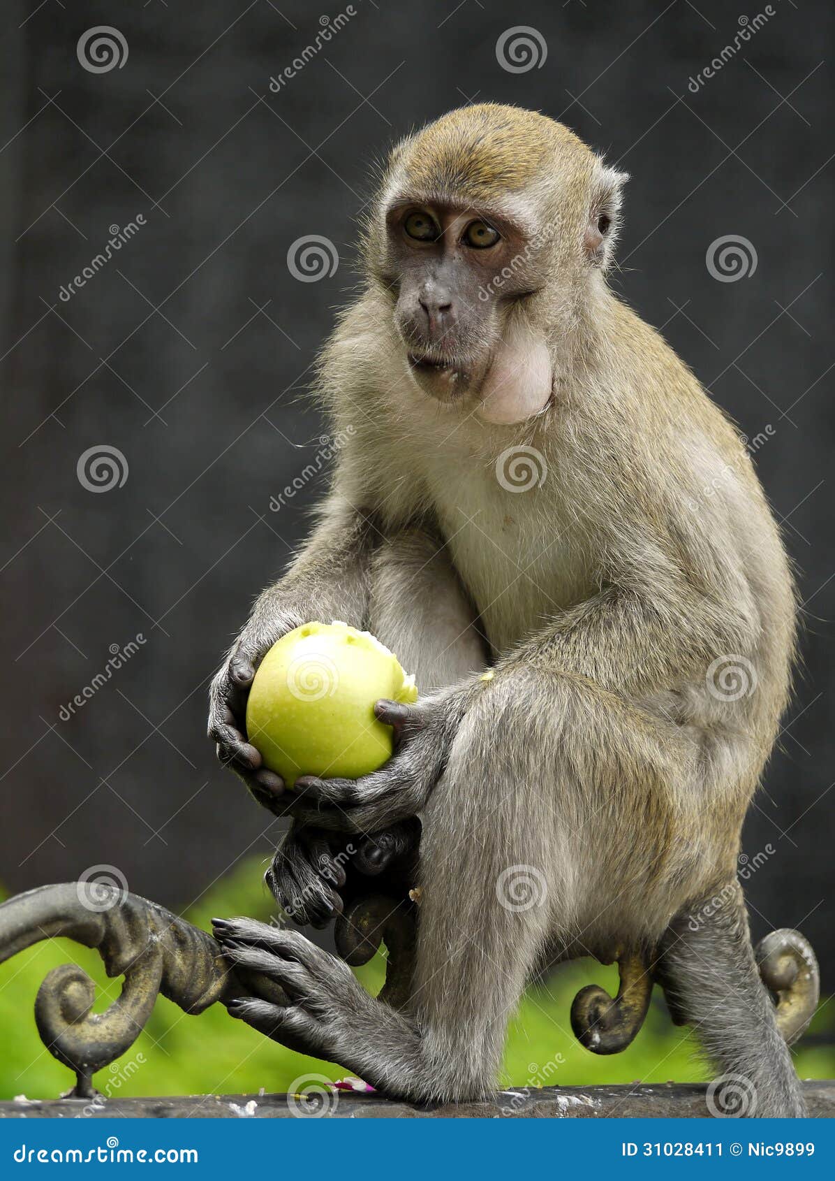 Monkey Holding an Apple stock image. Image of wild, monkey - 31028411