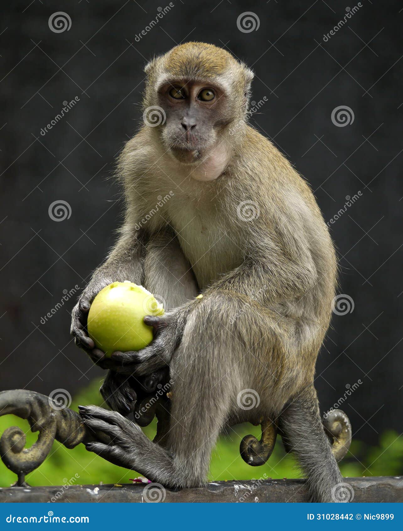 Monkey Holding an Apple stock photo. Image of flora, predator - 31028442