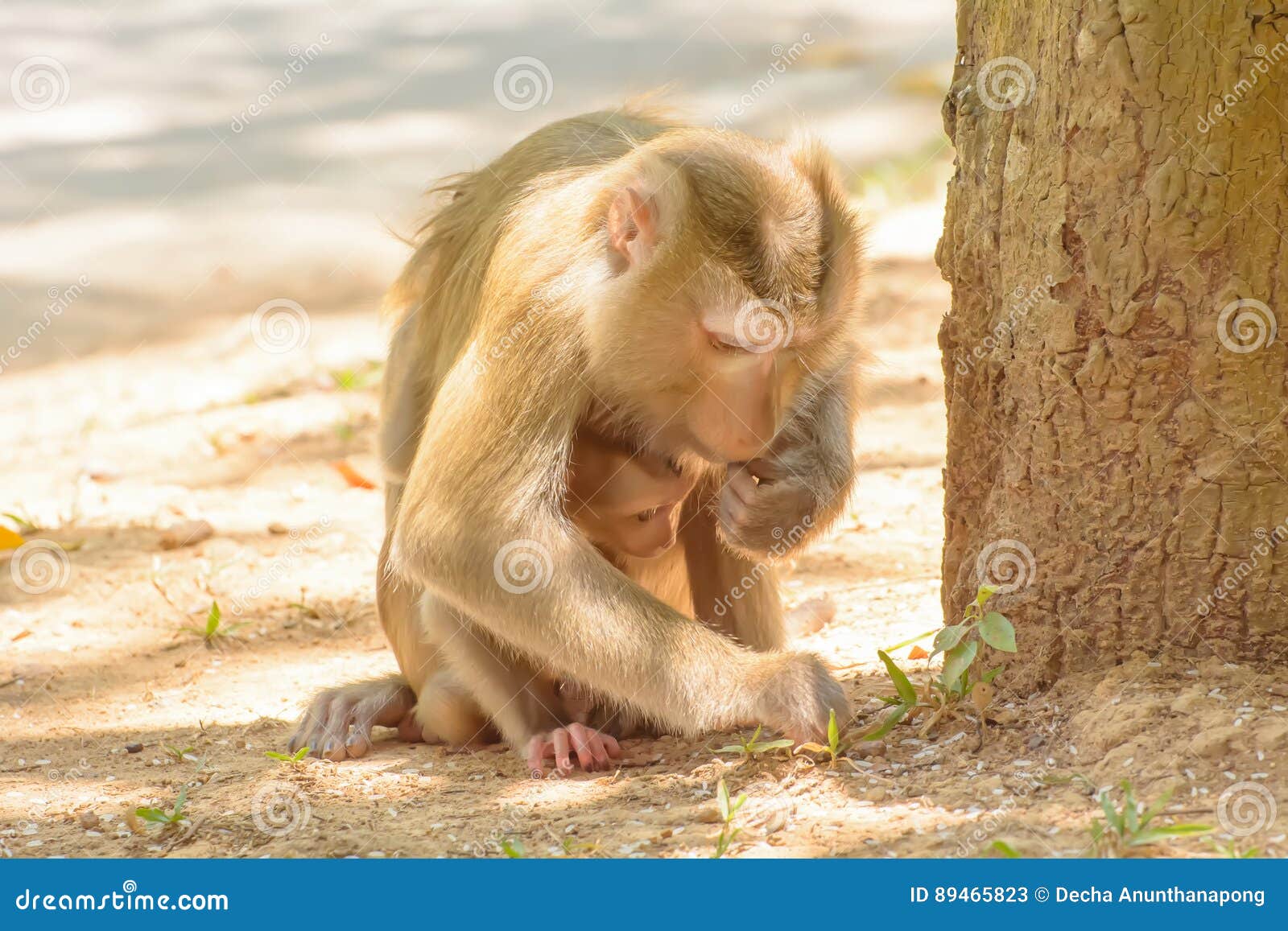 Monkey Holding the Baby Monkey Eat Rice Seeds Stock Image - Image of ...