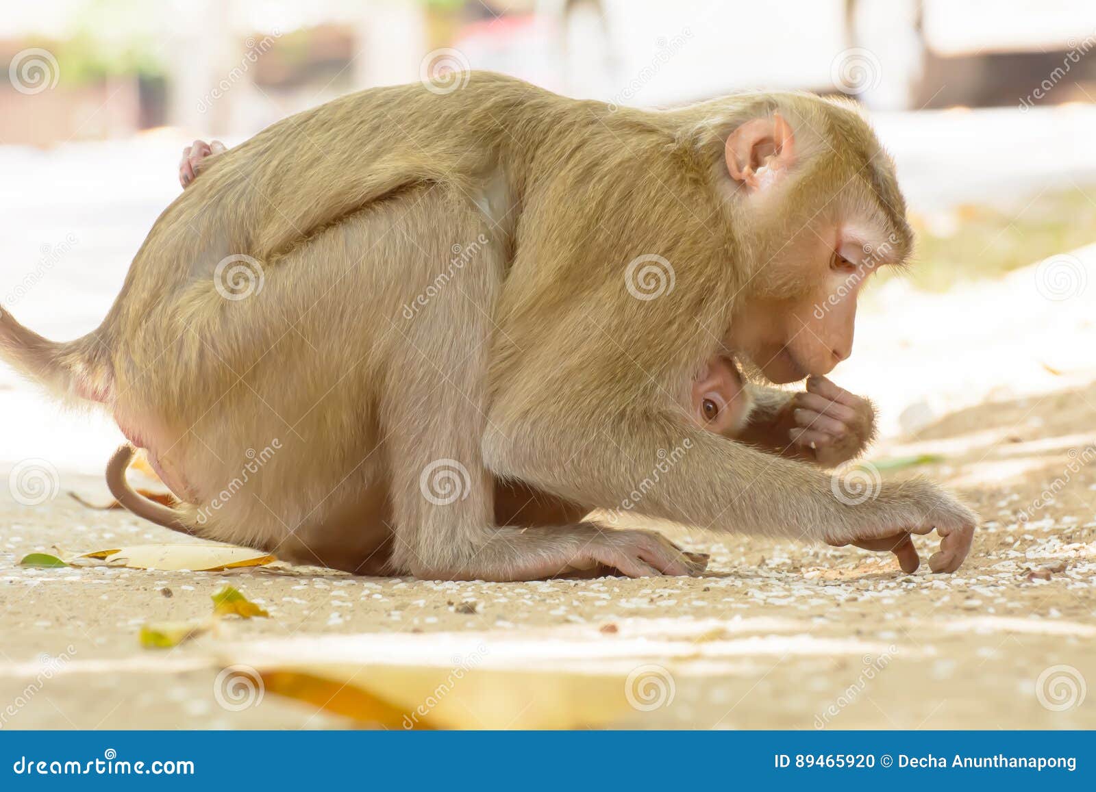 Monkey Holding the Baby Monkey Eat Rice Seeds Stock Photo - Image of ...