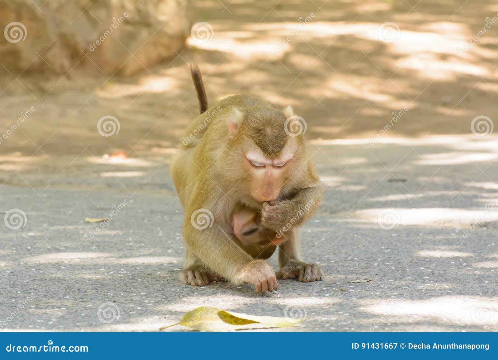 Monkey Holding the Baby Monkey Eat Rice Seeds Stock Image - Image of ...