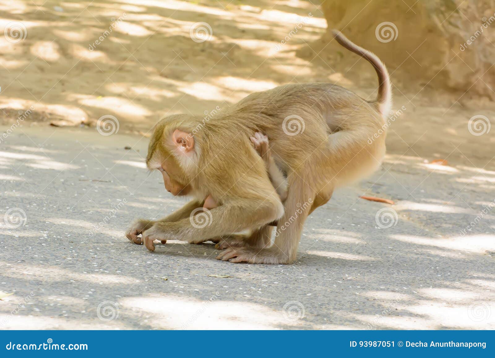 Monkey Holding the Baby Monkey Eat Rice Seeds Stock Image - Image of ...