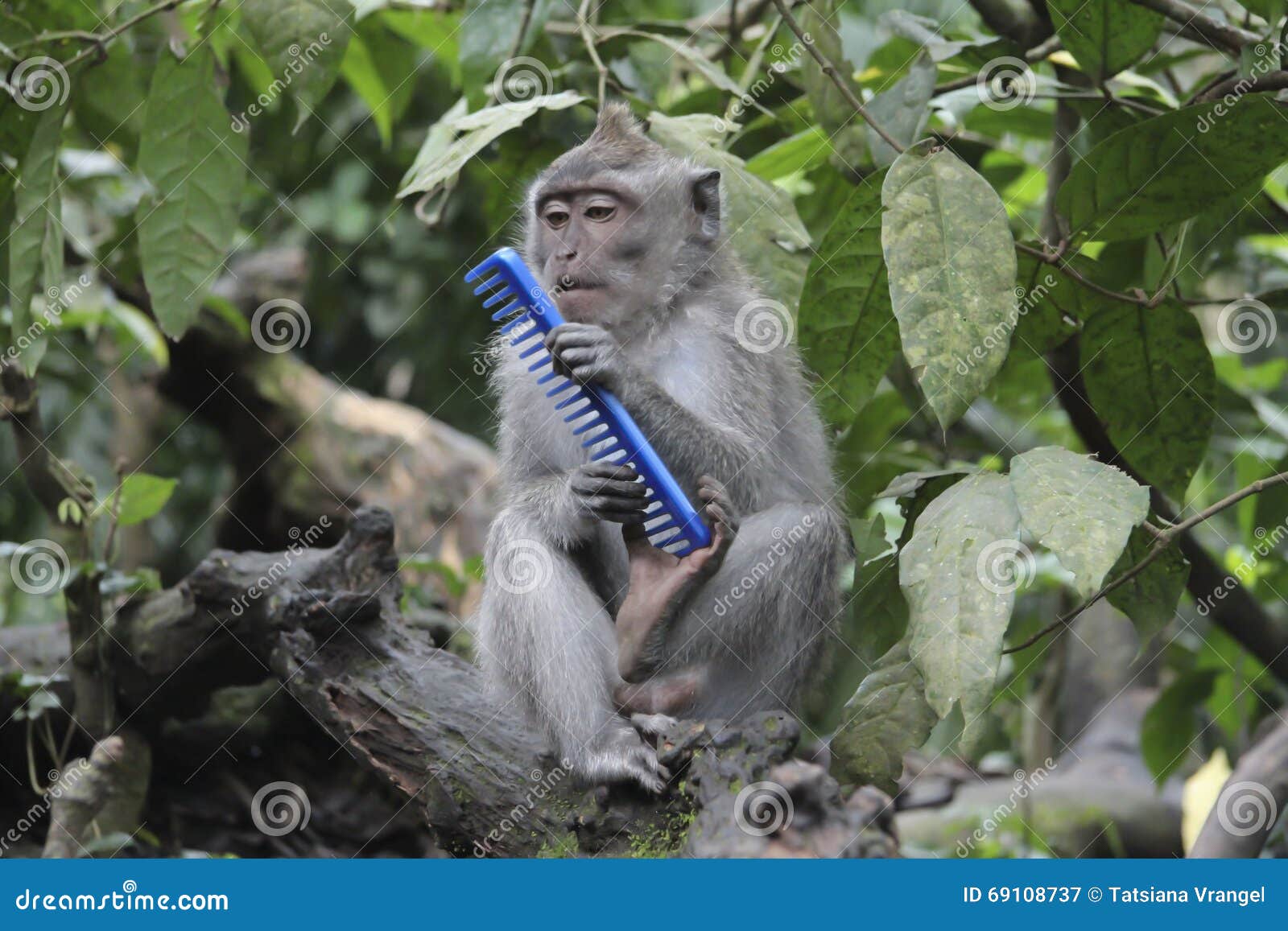 Monkey Holding Hands Stock Image | CartoonDealer.com #2905999