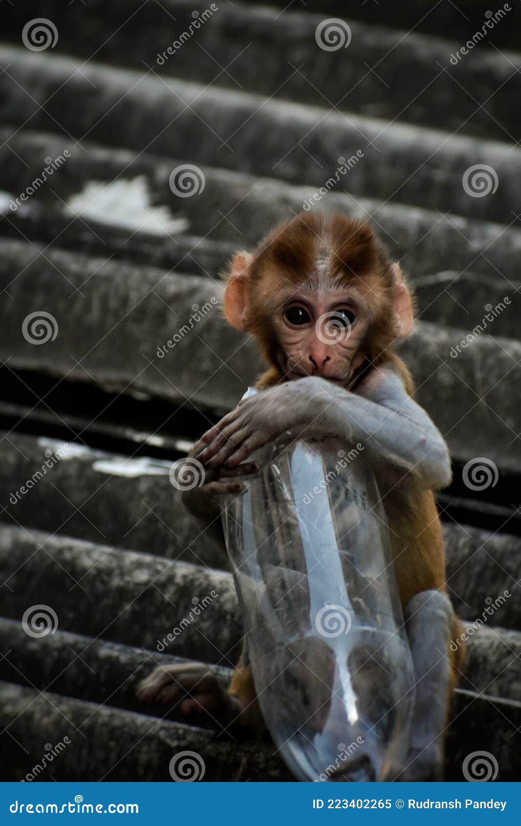 Monkey holding bottle stock image. Image of bottle, baby - 223402265