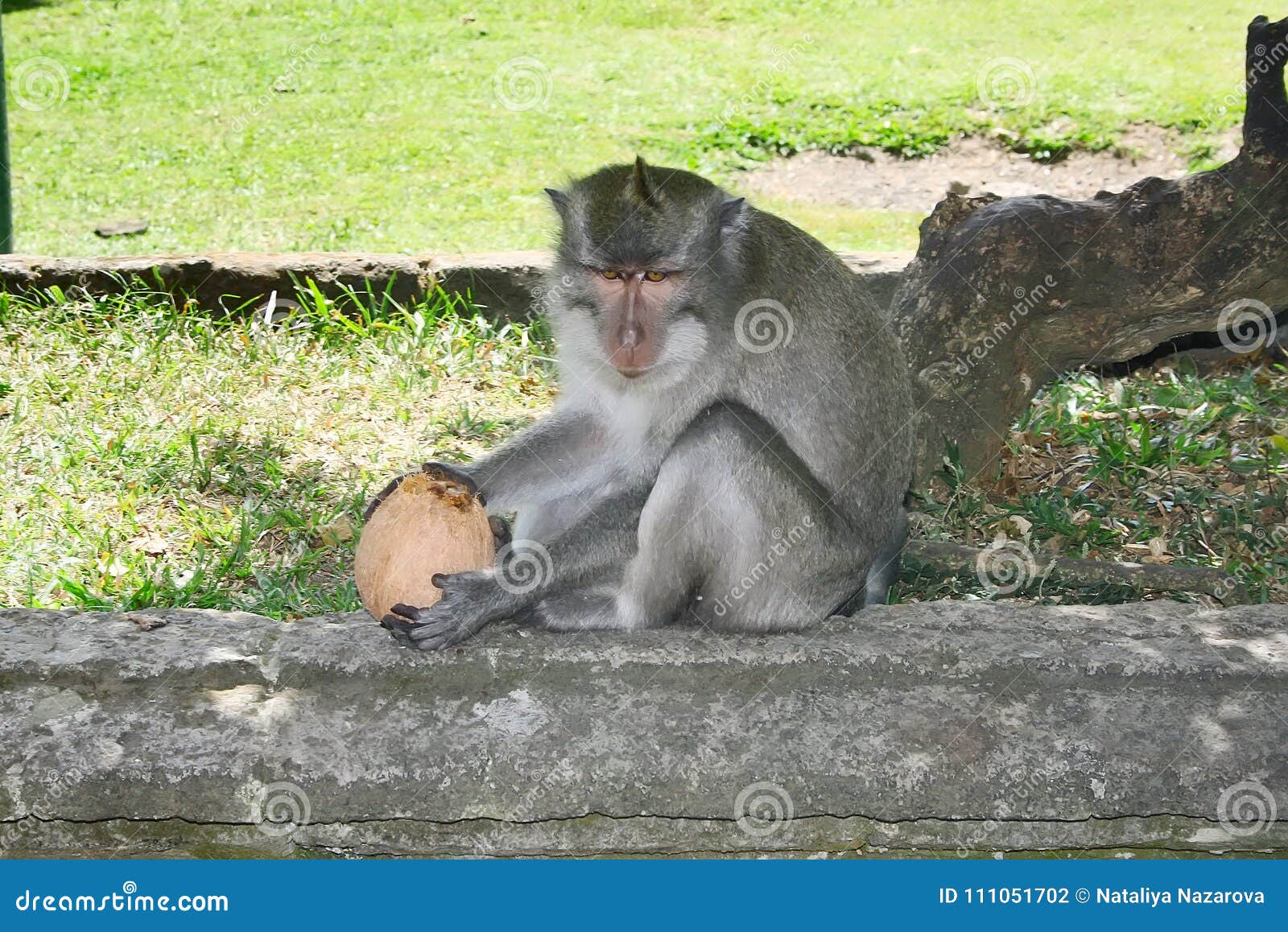 Monkey with Coconut in the Park Stock Photo - Image of life, animal ...