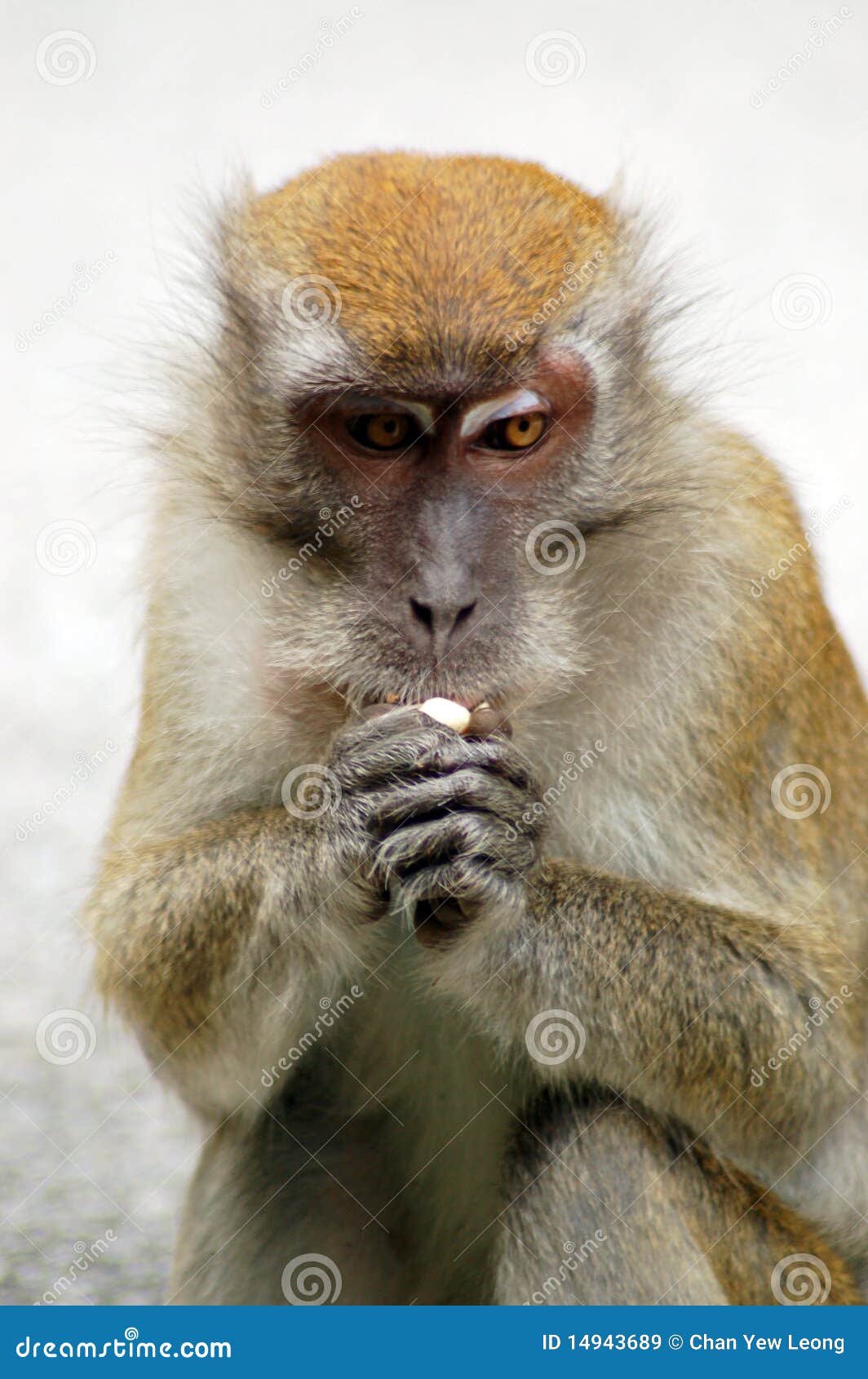 Monkey holding food stock image. Image of mammal, pelage - 14943689