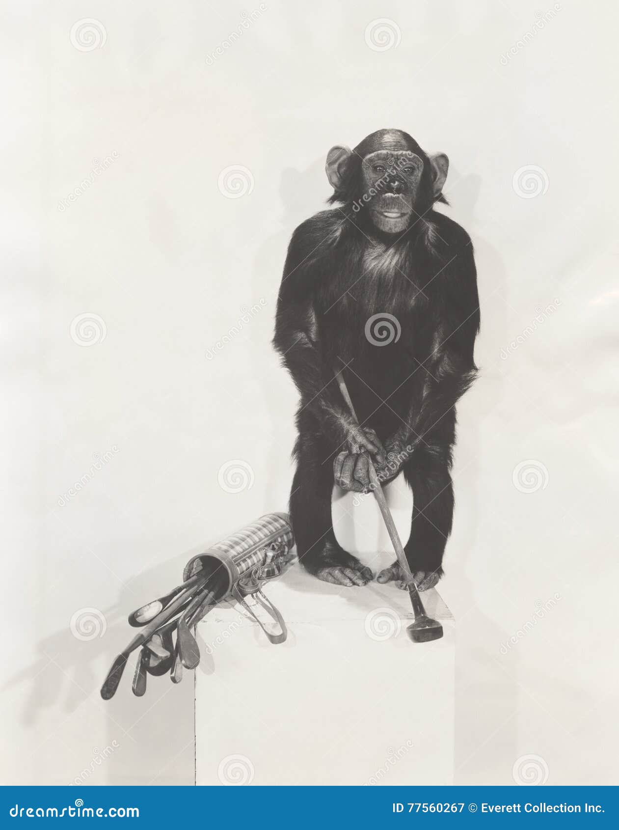 Monkey holding a golf club stock image. Image of happy - 77560267
