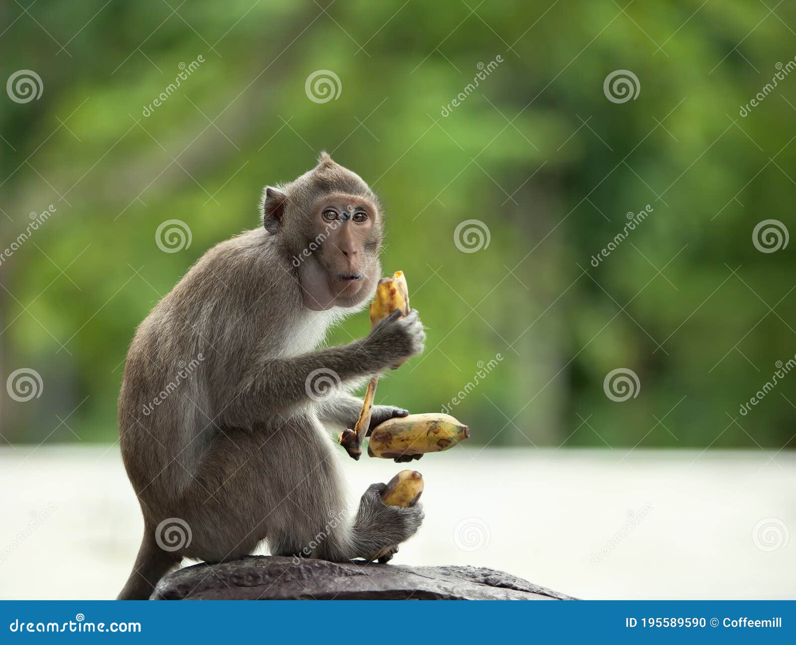 Monkey holds three bananas stock photo. Image of chimpanzee - 195589590