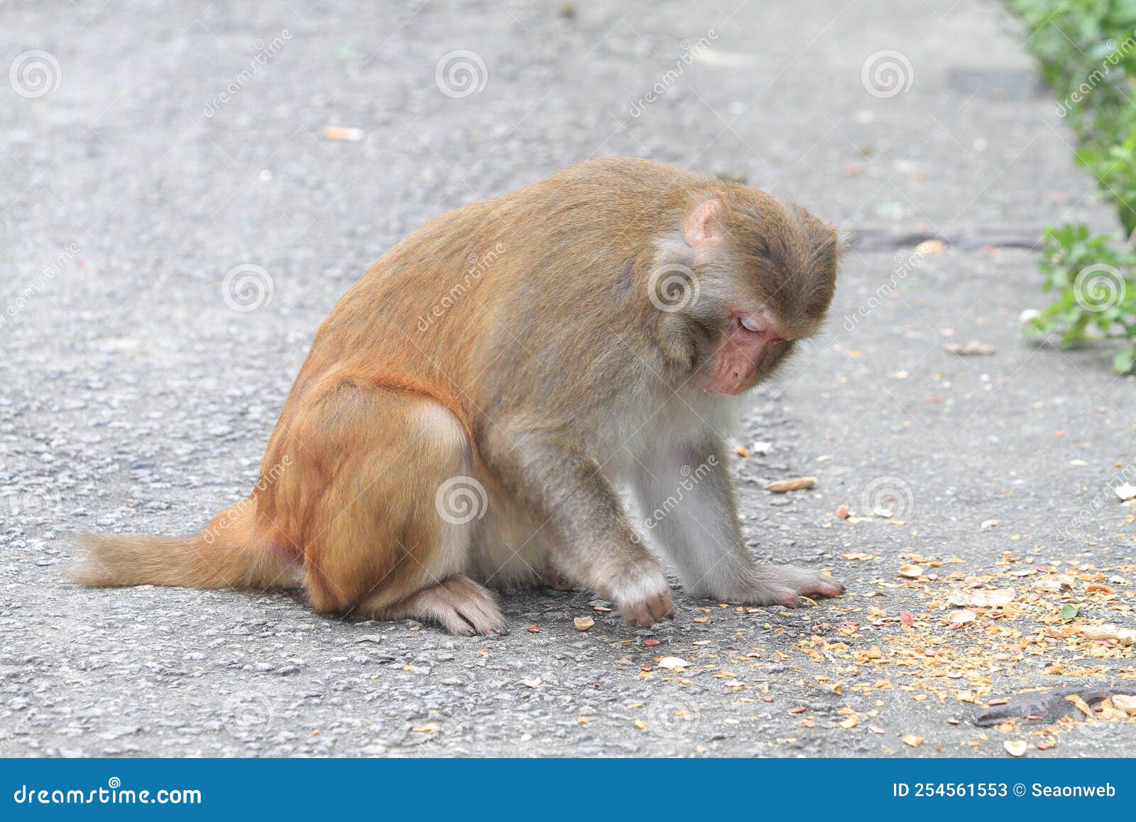 A Monkey in Hong Kong. Monkey in Country Park in Hong Kong Stock Image ...